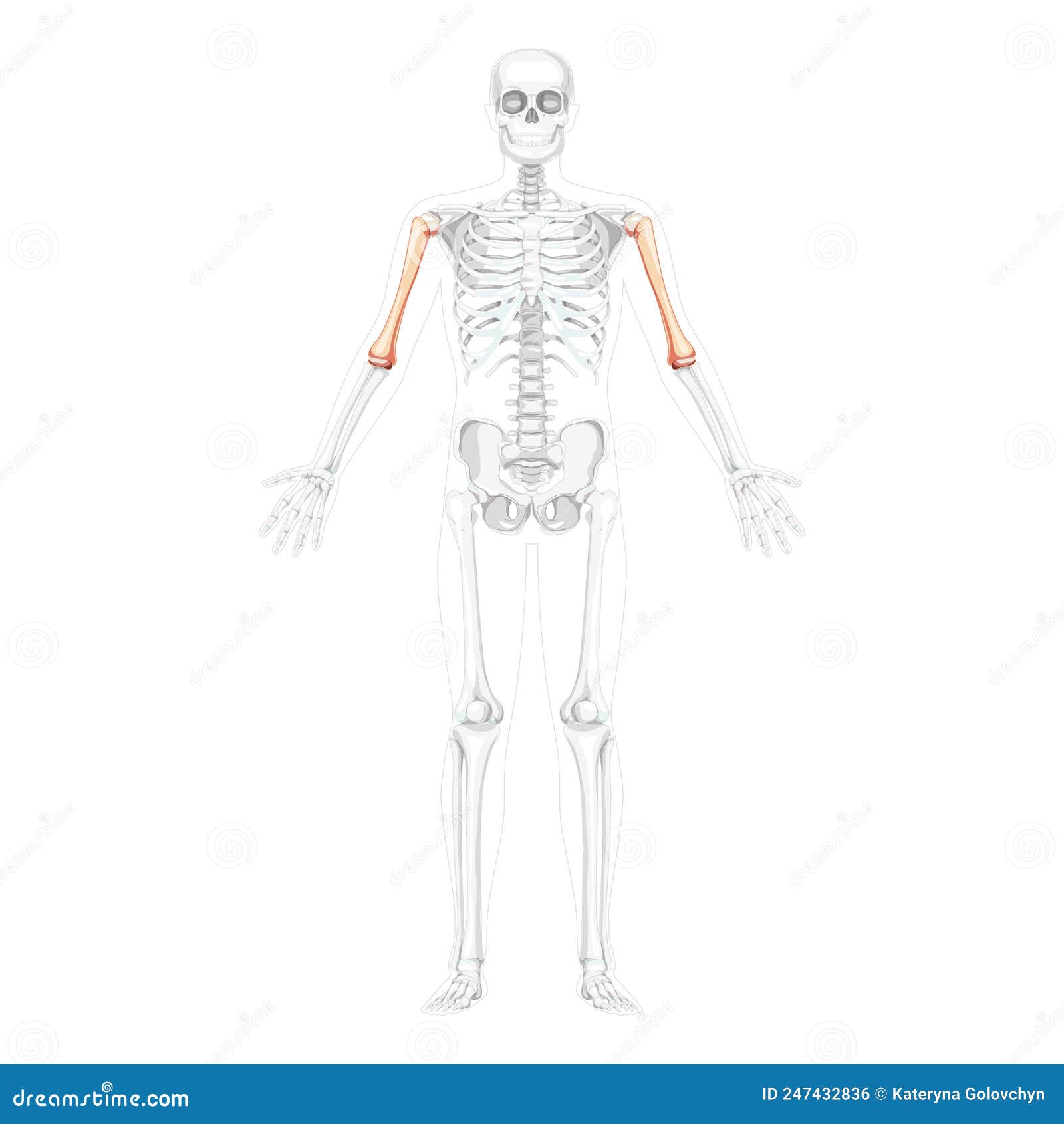 Skeleton Humerus Arm Human Front View with Two Arm Poses with Partly ...