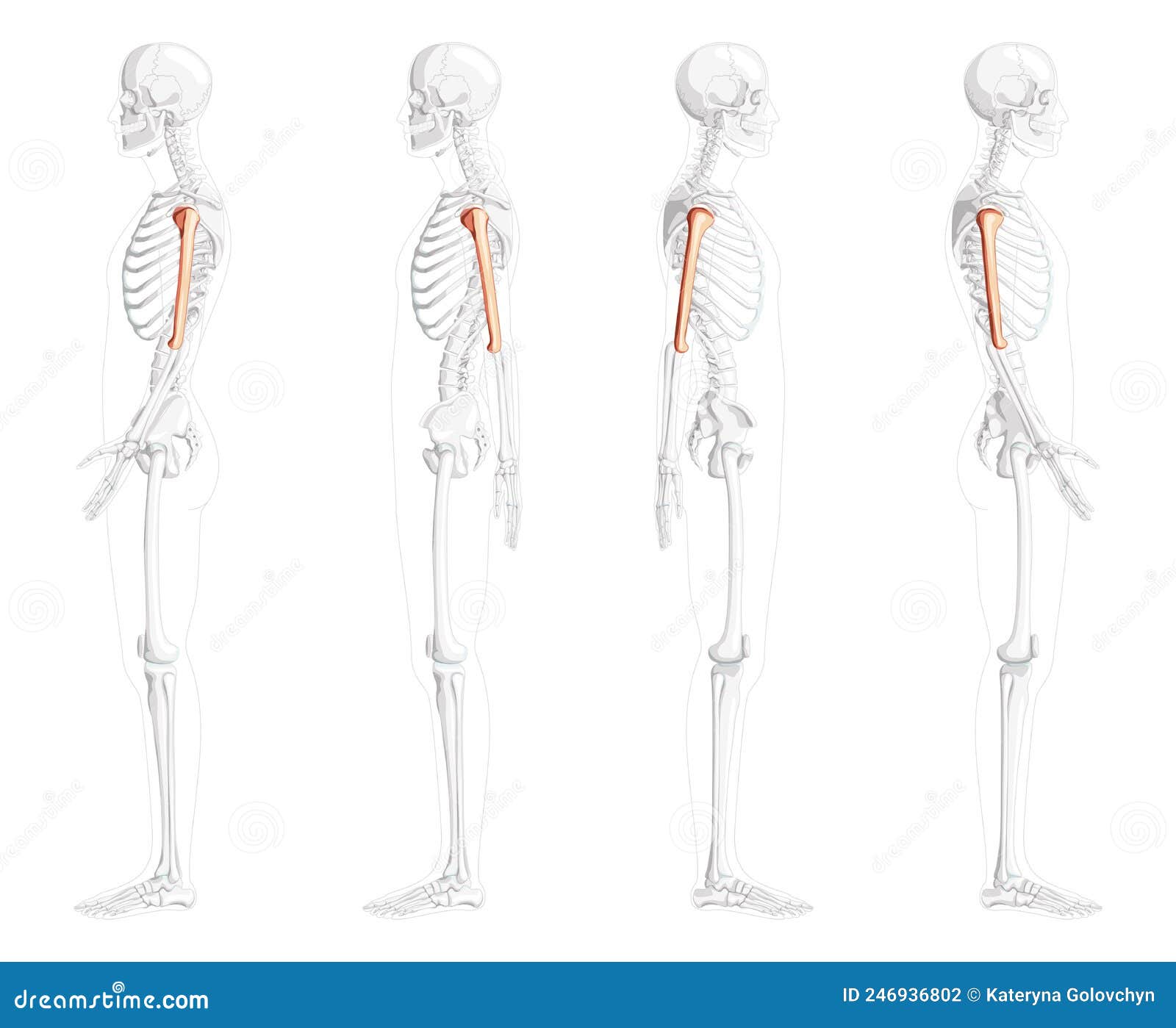 Skeleton Humerus Arm Human Side View with Partly Transparent Bones ...