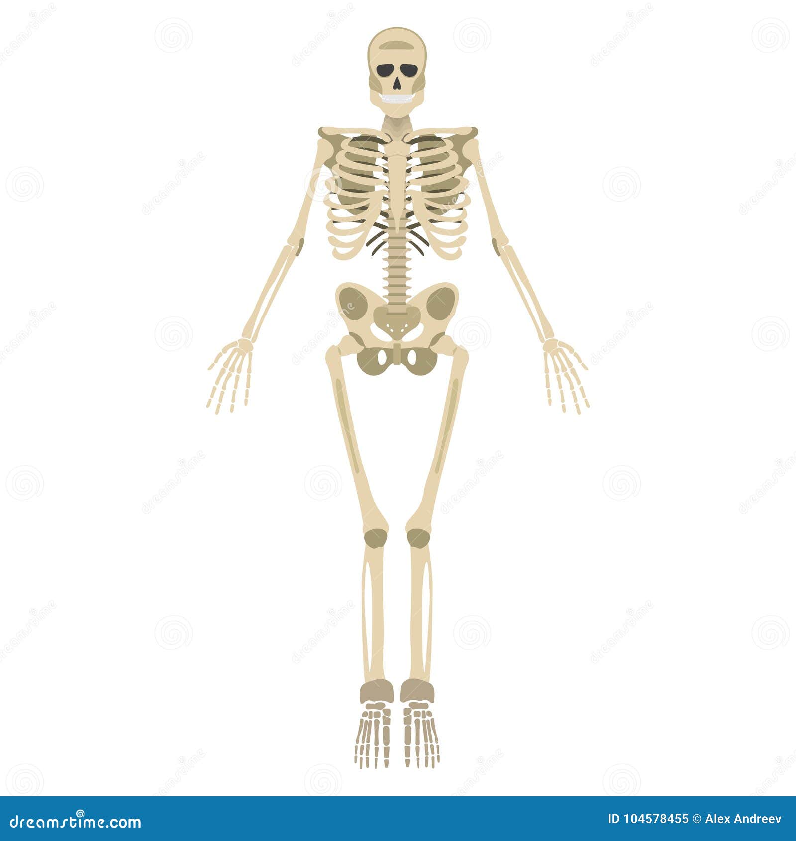 Skeleton Icon. Human Skeleton Front Side Silhouette Stock Vector ...