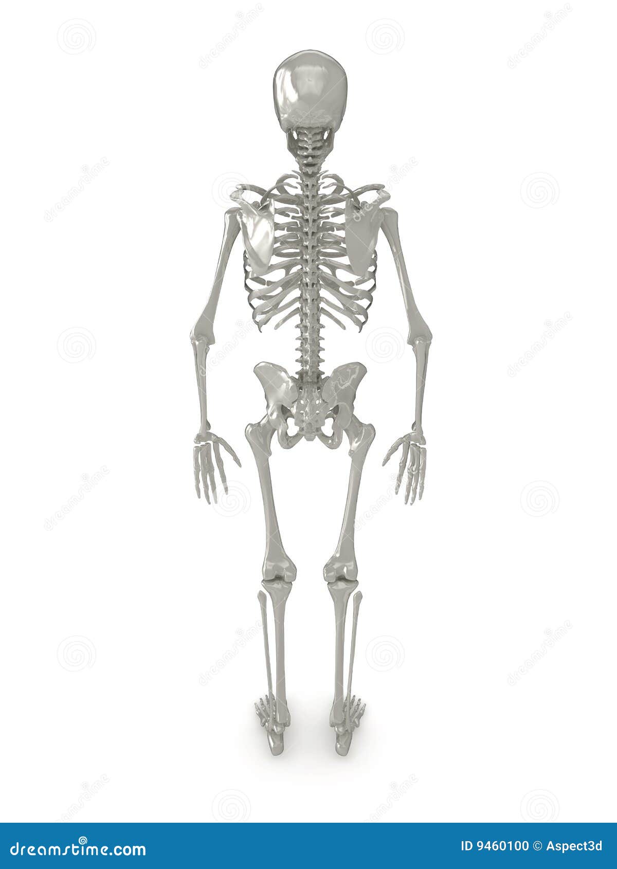 Skeleton Illustration | CartoonDealer.com #71460974