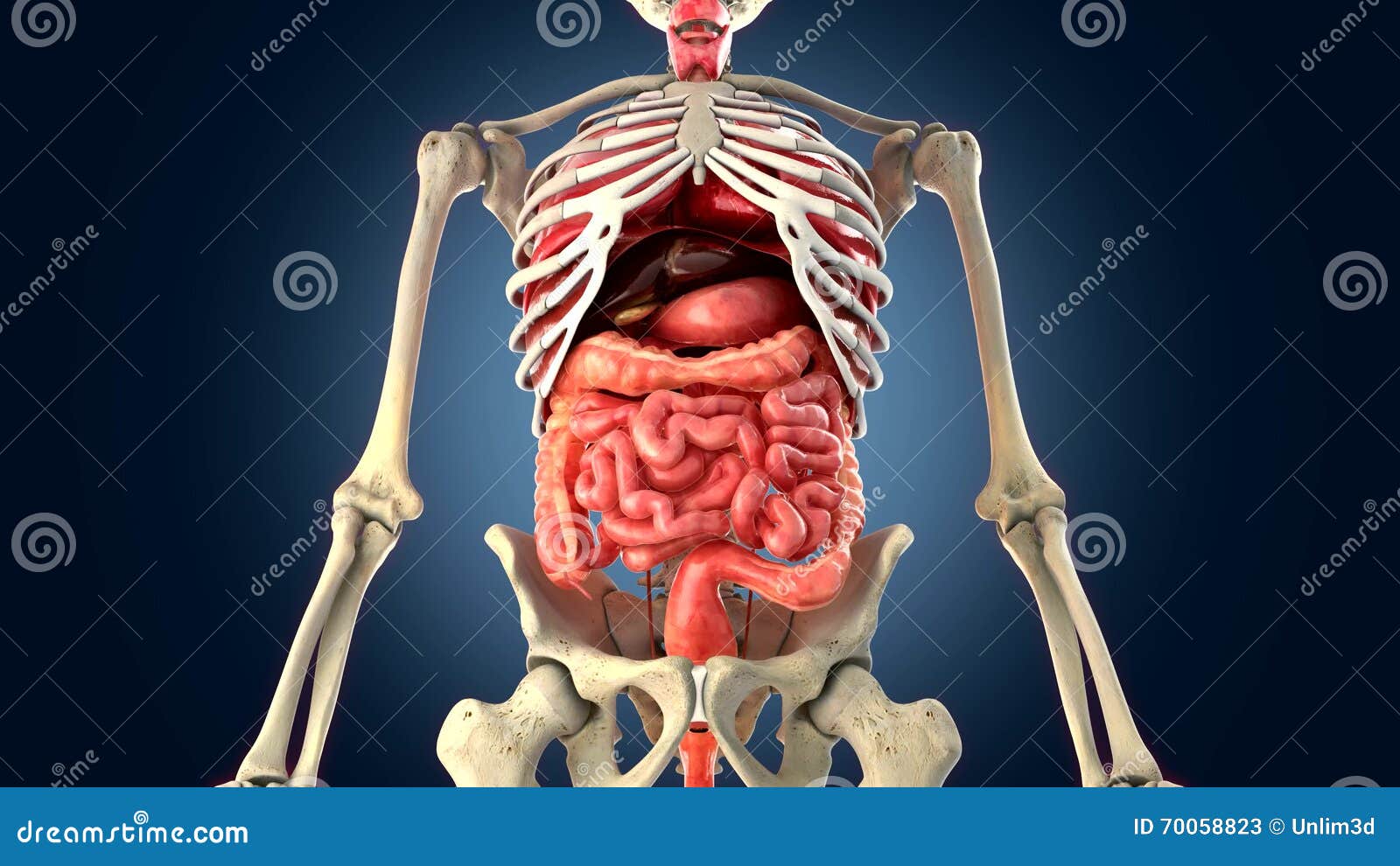 Skeleton with Internal Organs Stock Image - Image of background ...