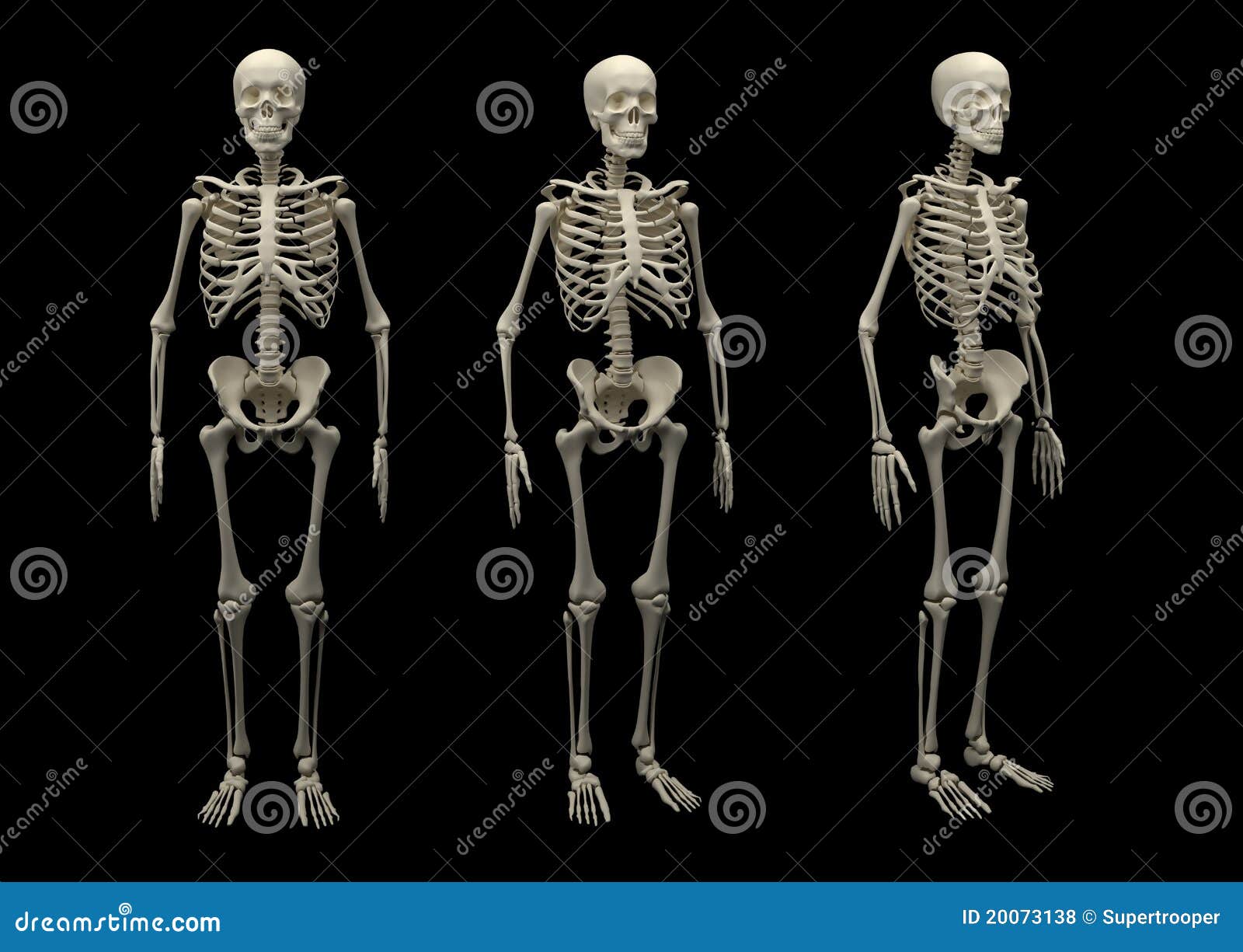 Skeleton isolated stock illustration. Illustration of rock - 20073138