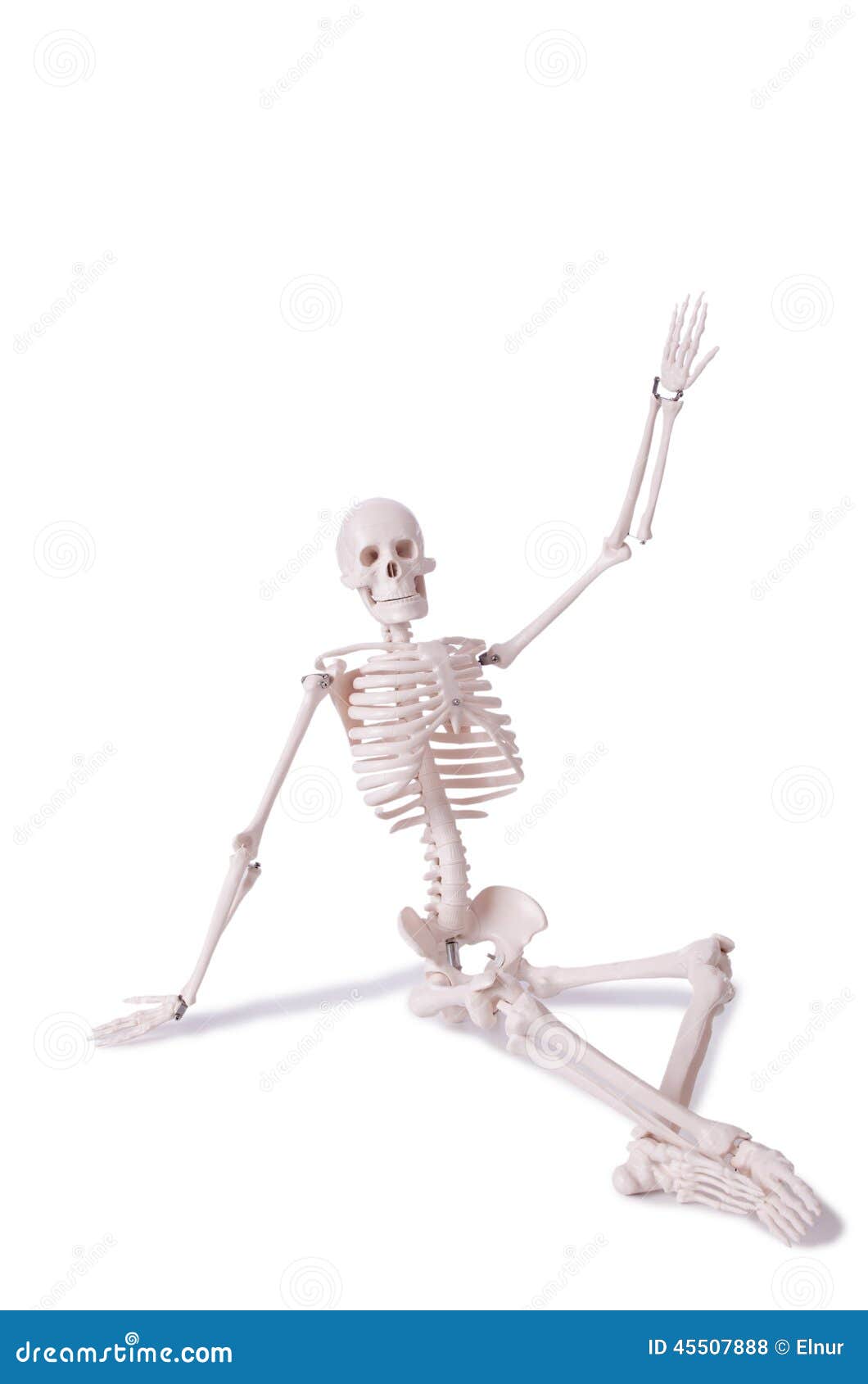 Skeleton isolated stock photo. Image of anatomy, horror - 45507888