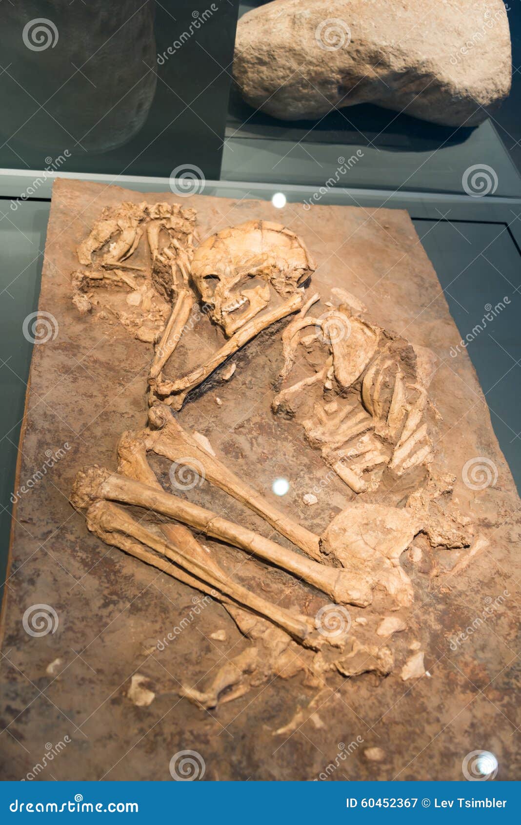 Skeleton in Israel Museum in Jerusalem Editorial Photography - Image of ...