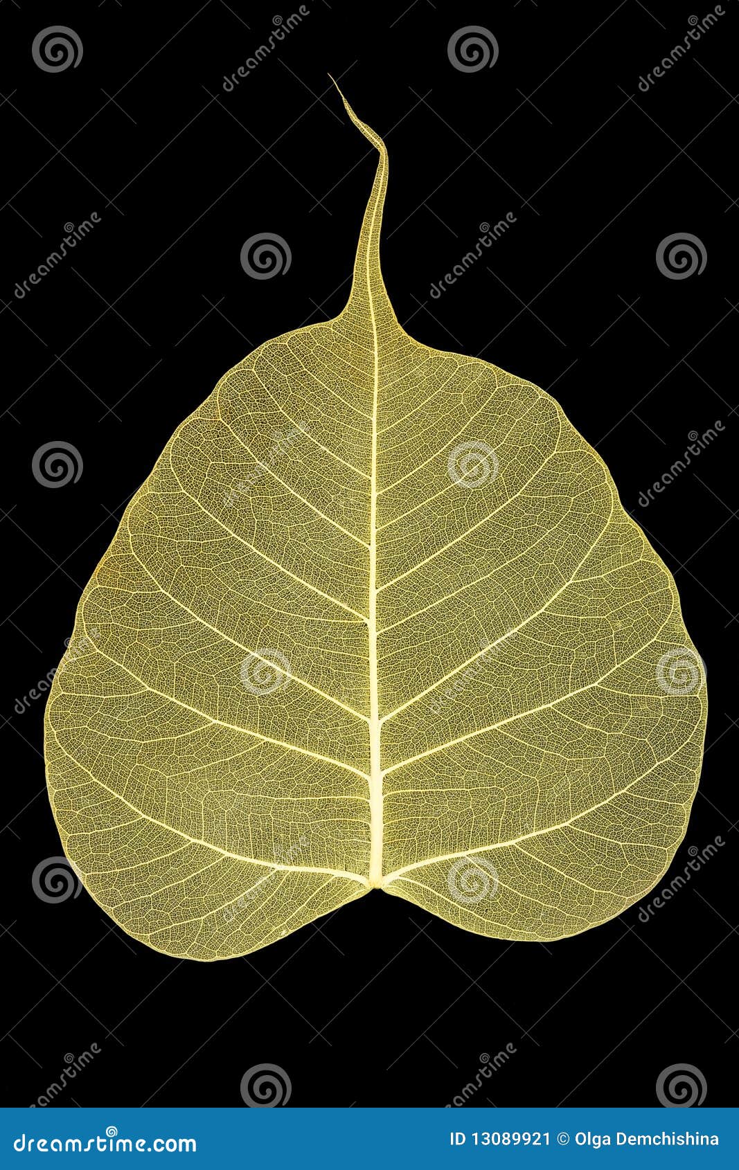 Skeleton Leaf Stock Photo | CartoonDealer.com #90351426