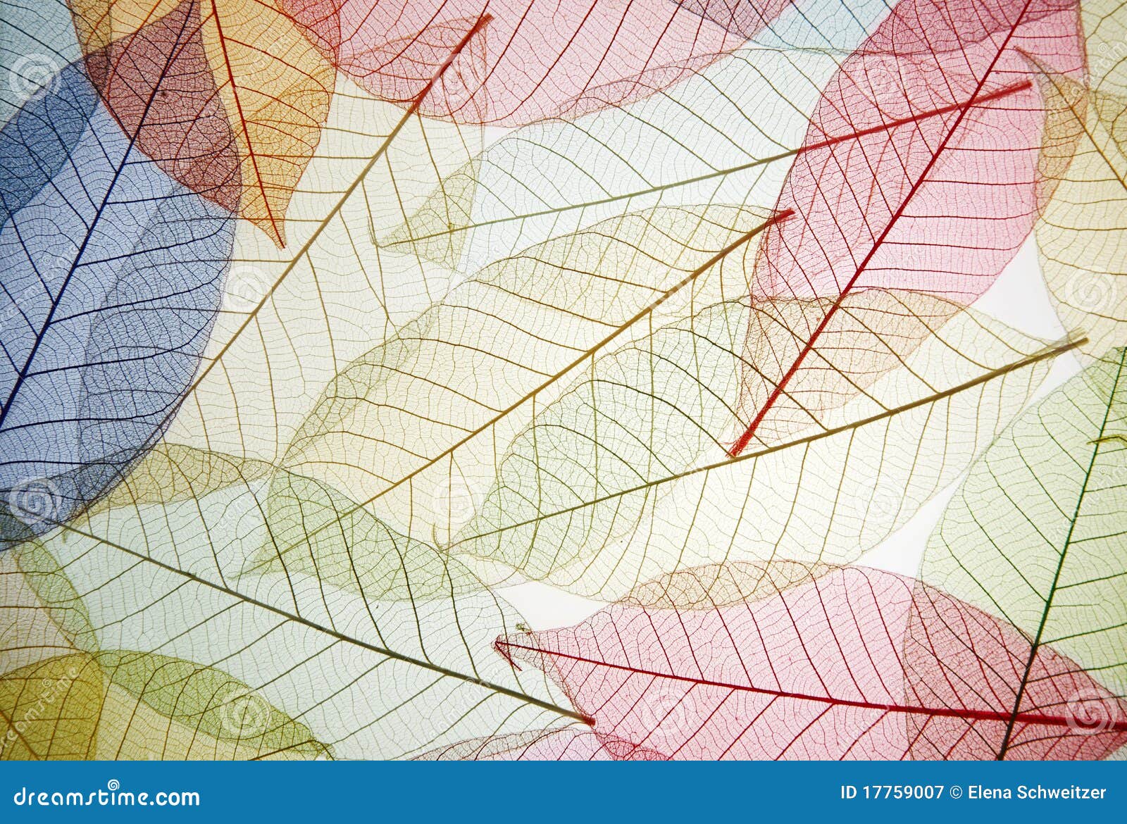 Skeleton Leaf Stock Photo | CartoonDealer.com #90351426