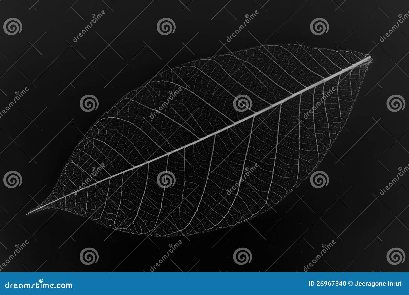 Skeleton leaf stock photo. Image of abstract, liquid - 26967340