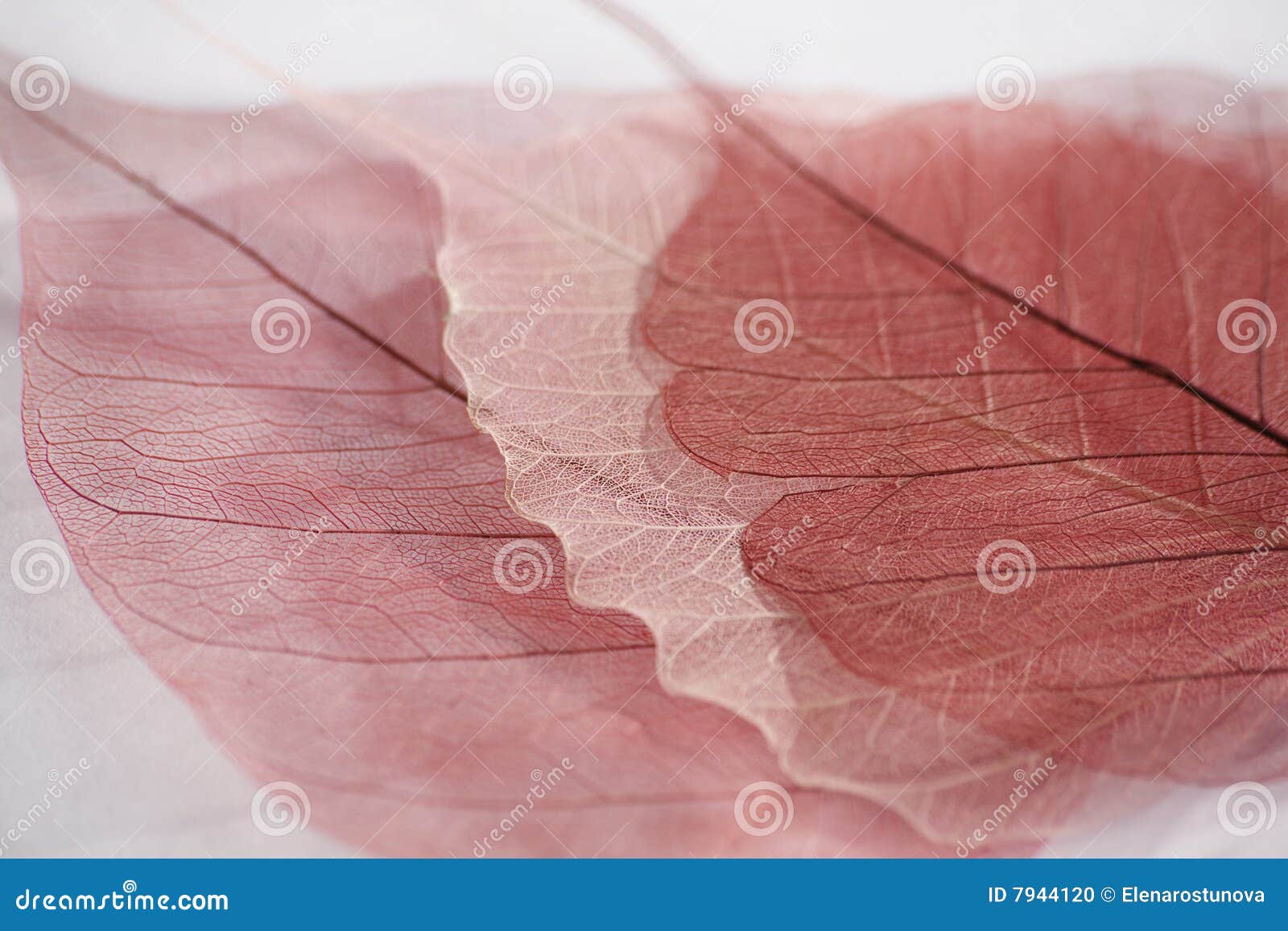 Skeleton of leaf stock photo. Image of leaf, leafs, plant - 7944120