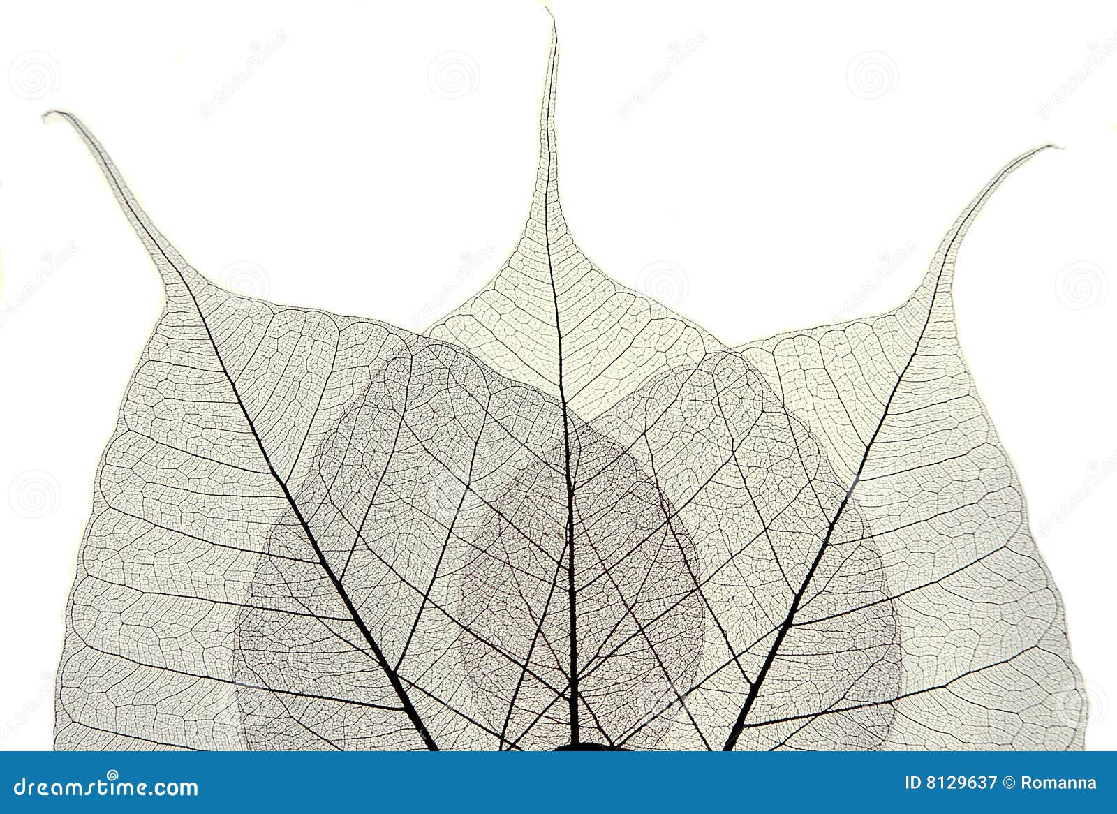 Skeleton of leaf stock image. Image of biology, cell, pattern - 8129637