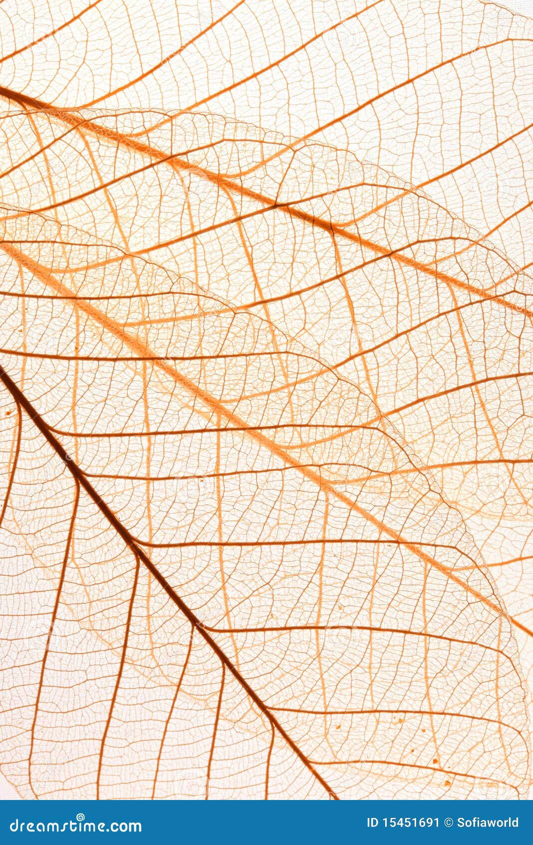 Skeleton leaf background stock image. Image of autumn - 15451691