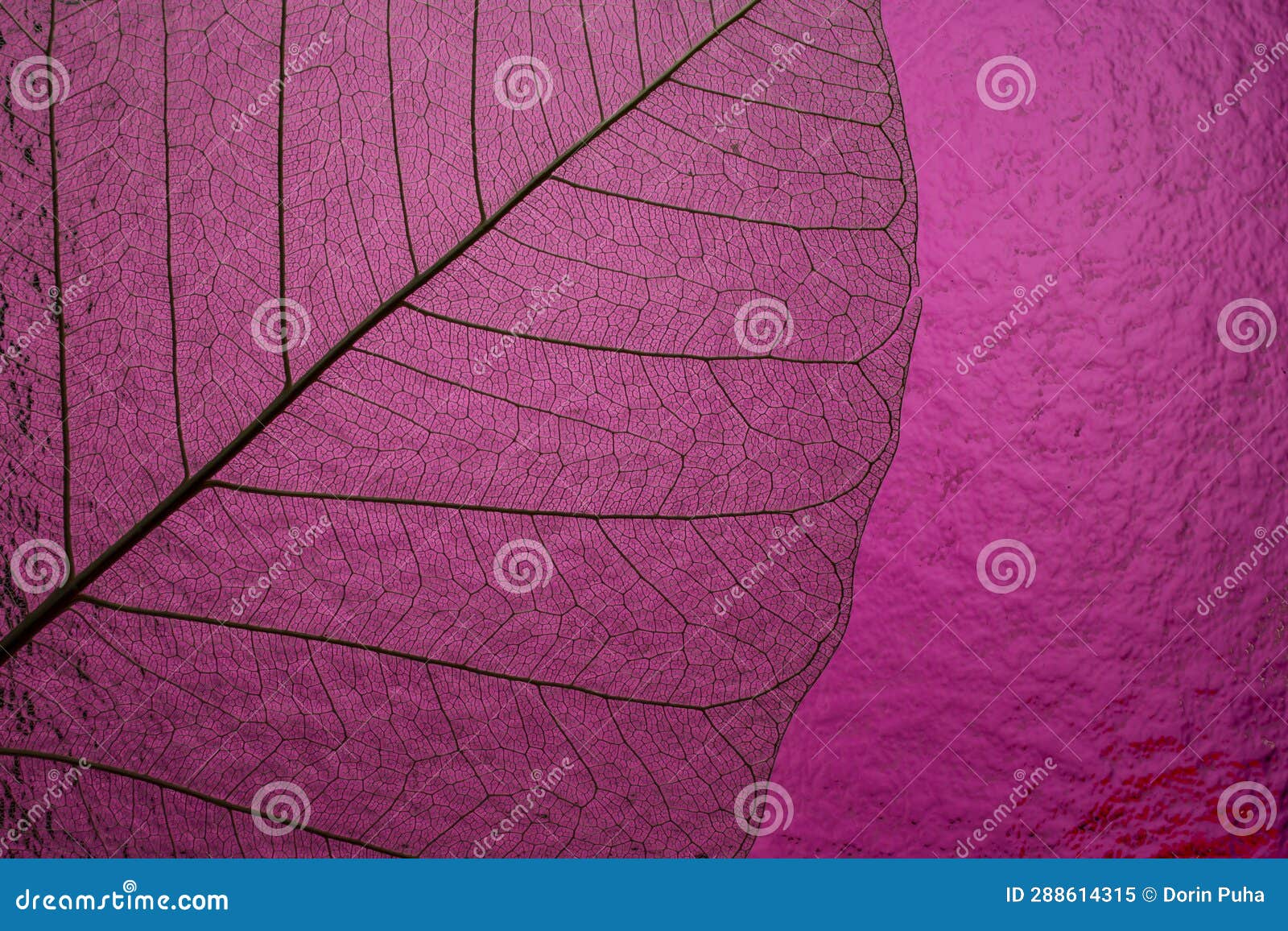 Skeleton Leaf on Benevolent Pink Background, Soft Focus Stock Image ...
