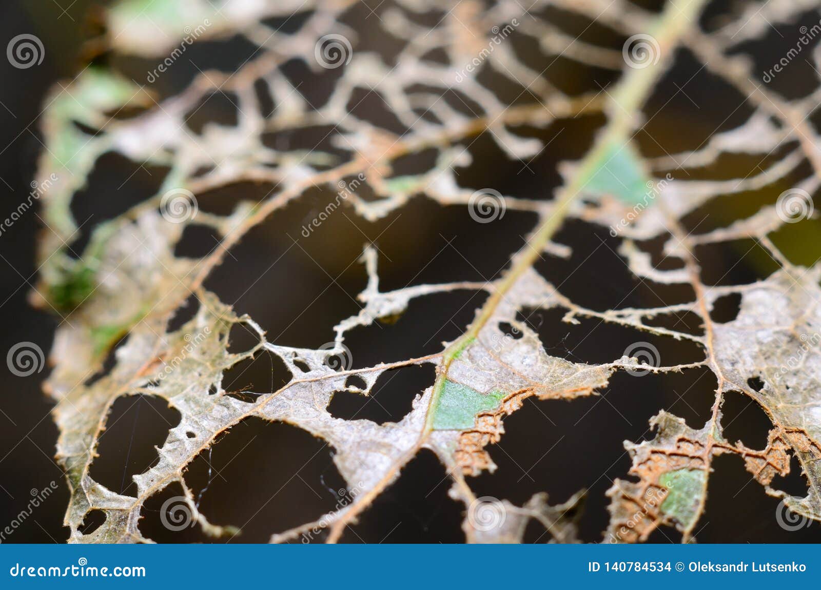 Skeleton Leaf after Caterpillar Stock Photo - Image of leave, grunge ...