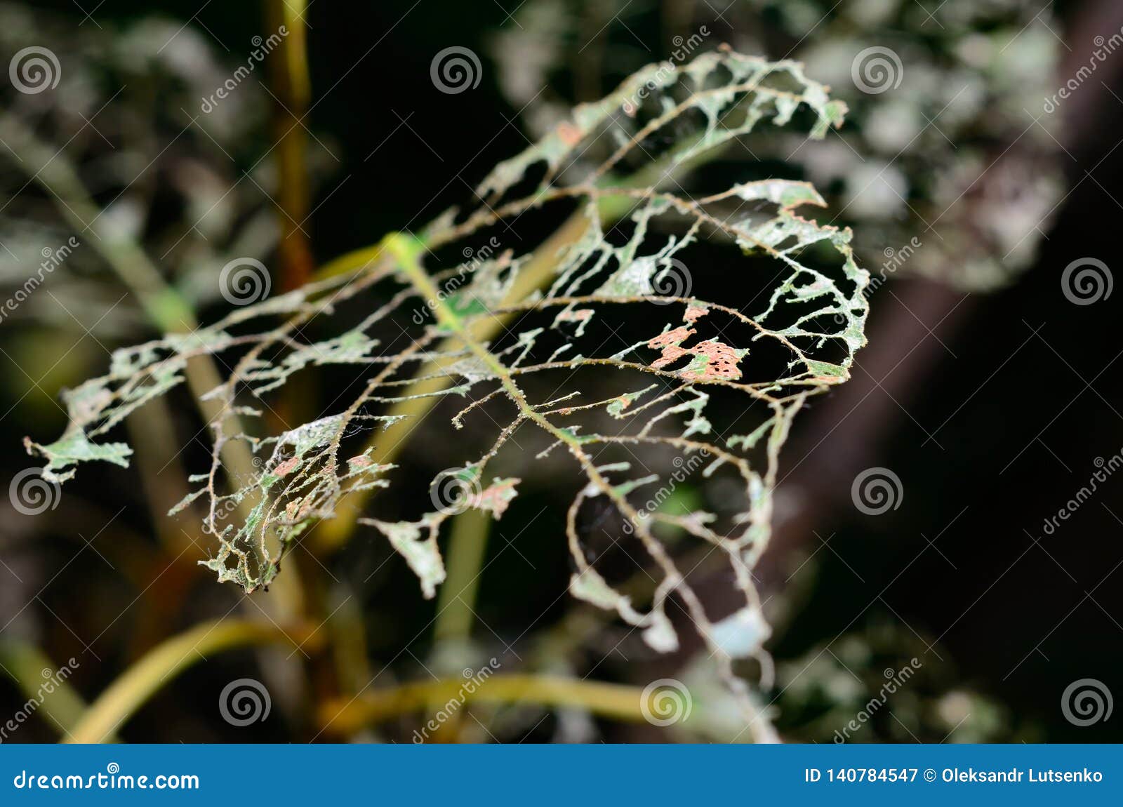 Skeleton Leaf after Caterpillar Stock Image - Image of caterpillar ...