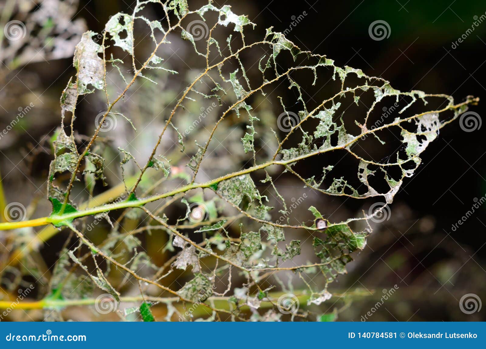Skeleton Leaf after Caterpillar Stock Image - Image of insect, flora ...