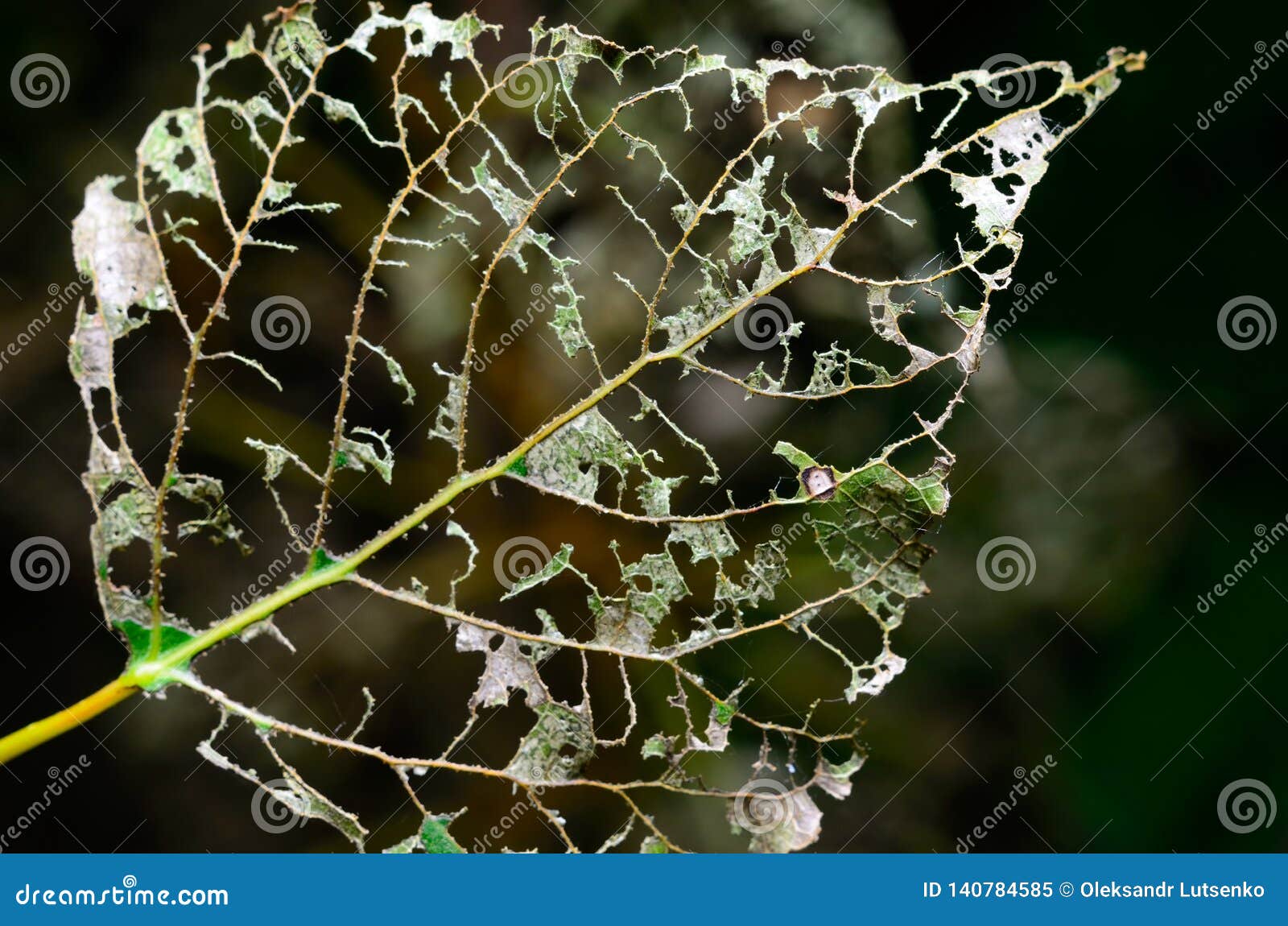 Skeleton Leaf after Caterpillar Stock Image - Image of black, gold ...