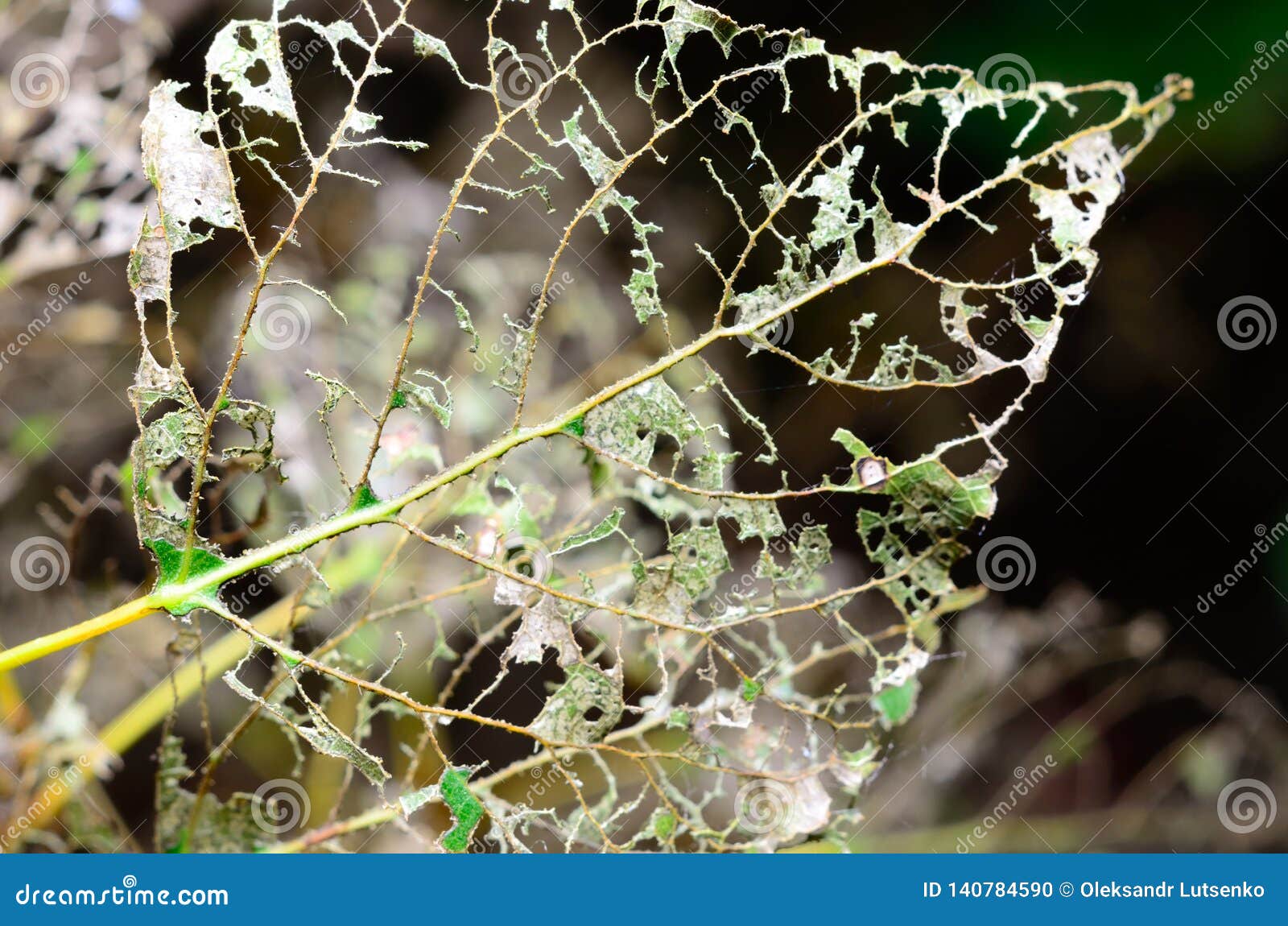 Skeleton Leaf after Caterpillar Stock Photo - Image of delicate, green ...