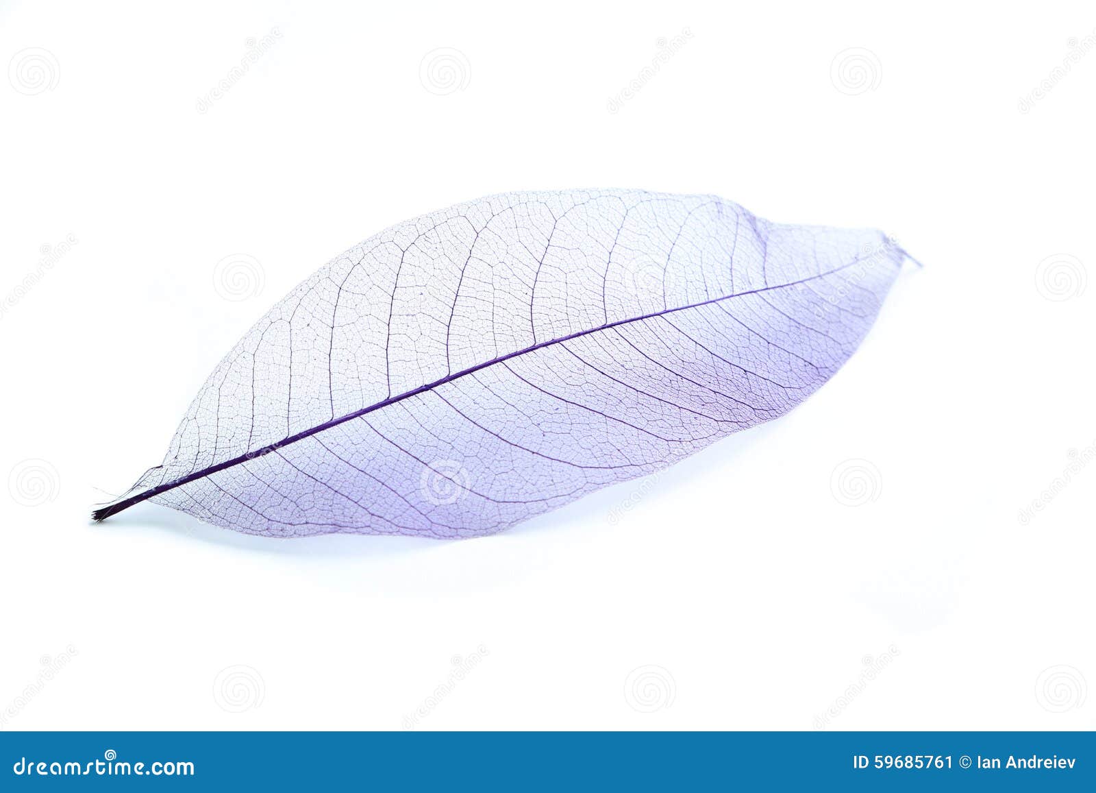 Skeleton leaf stock image. Image of leafs, natural, fiber - 59685761