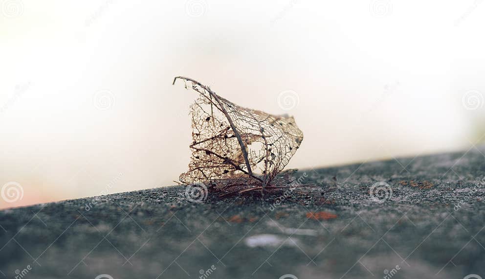 The Skeleton of the Leaf Lies on the Edge of the Paving Slabs, the ...