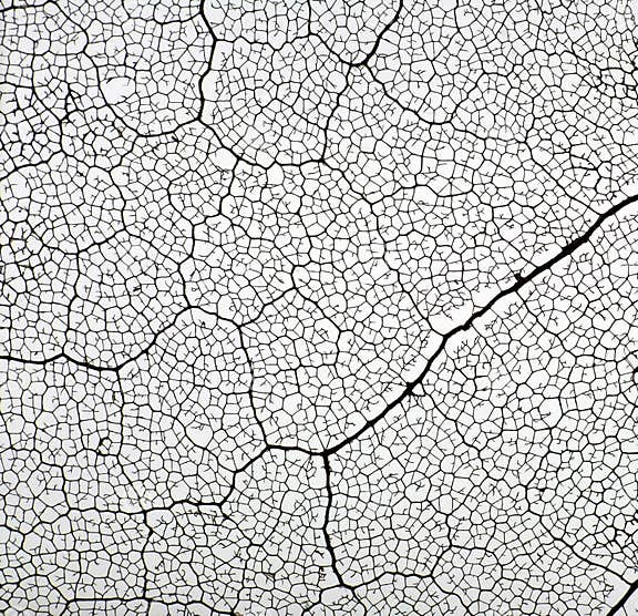 Skeleton of leaf maple stock image. Image of nature, openwork - 68754011