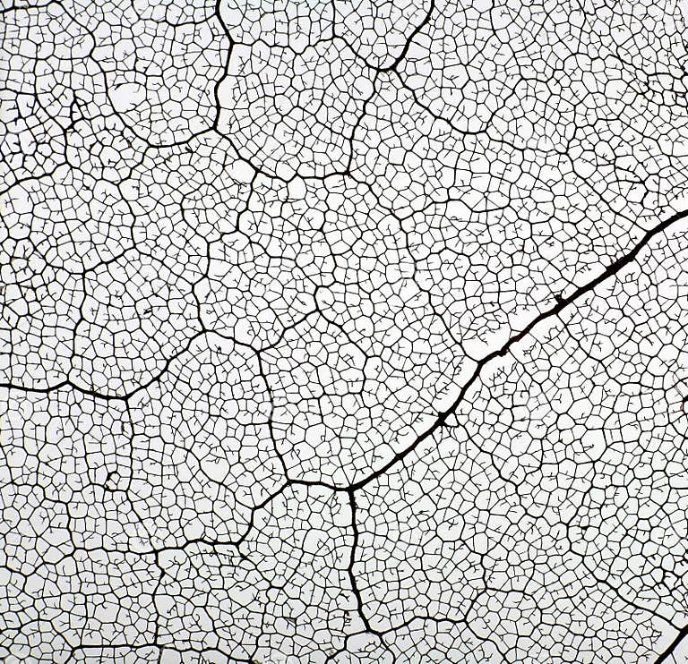 Skeleton of leaf maple stock image. Image of nature, openwork - 68754011