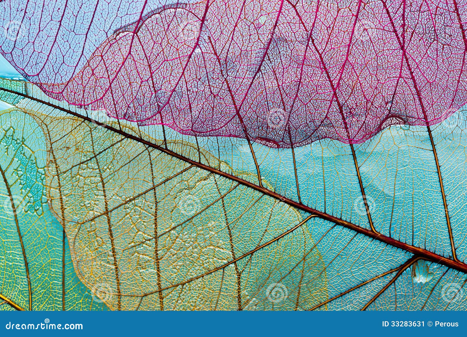 Skeleton of leaf stock image. Image of little, background - 33283631