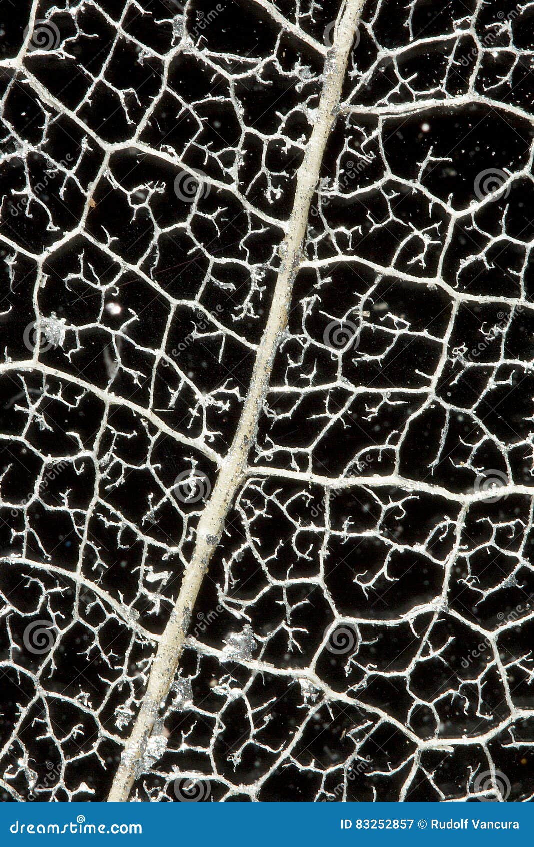 Skeleton of a Leaf stock image. Image of gloss, ultracloseup - 83252857
