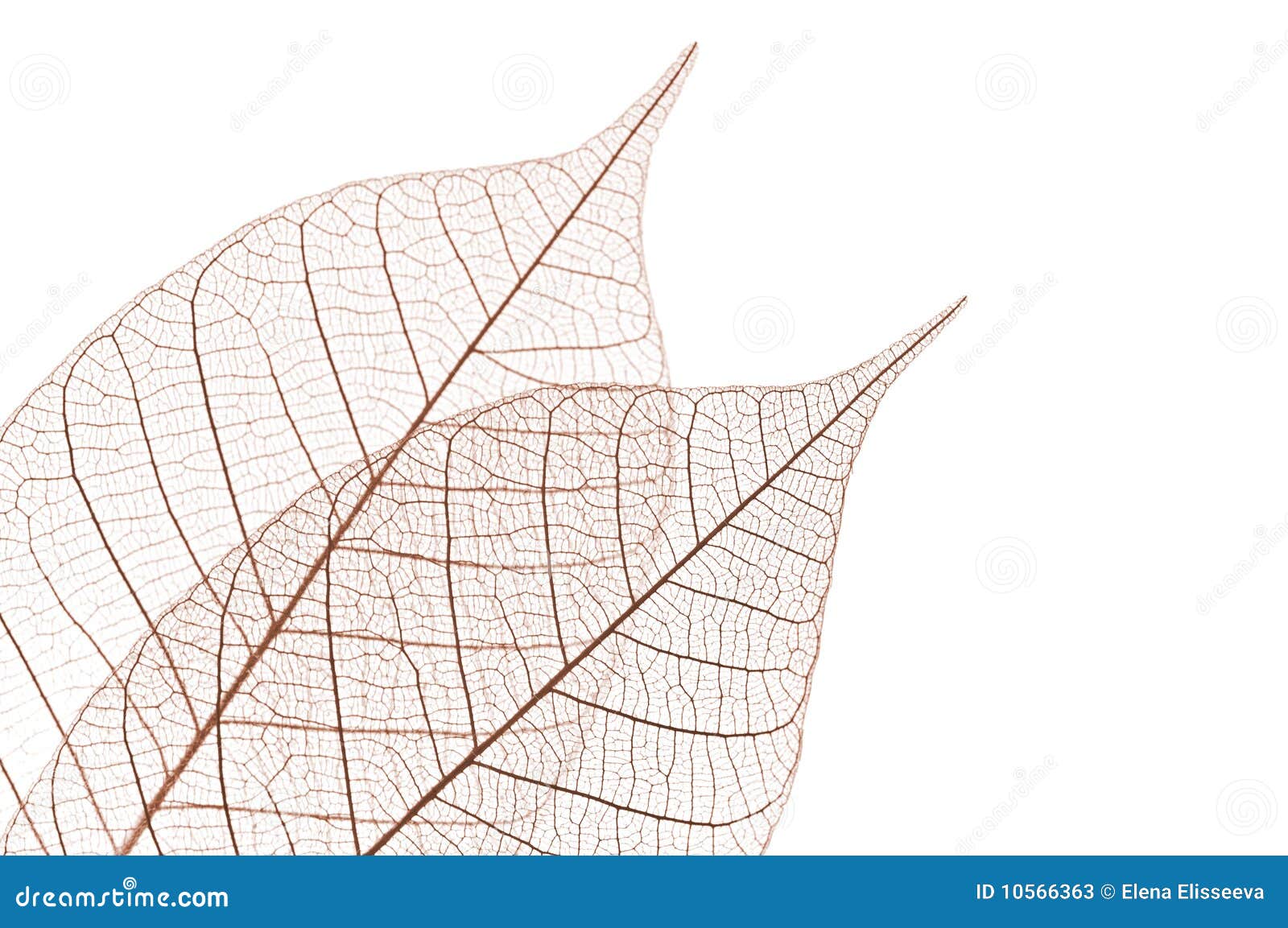 Skeleton leaves stock image. Image of colors, stem, colours - 10566363