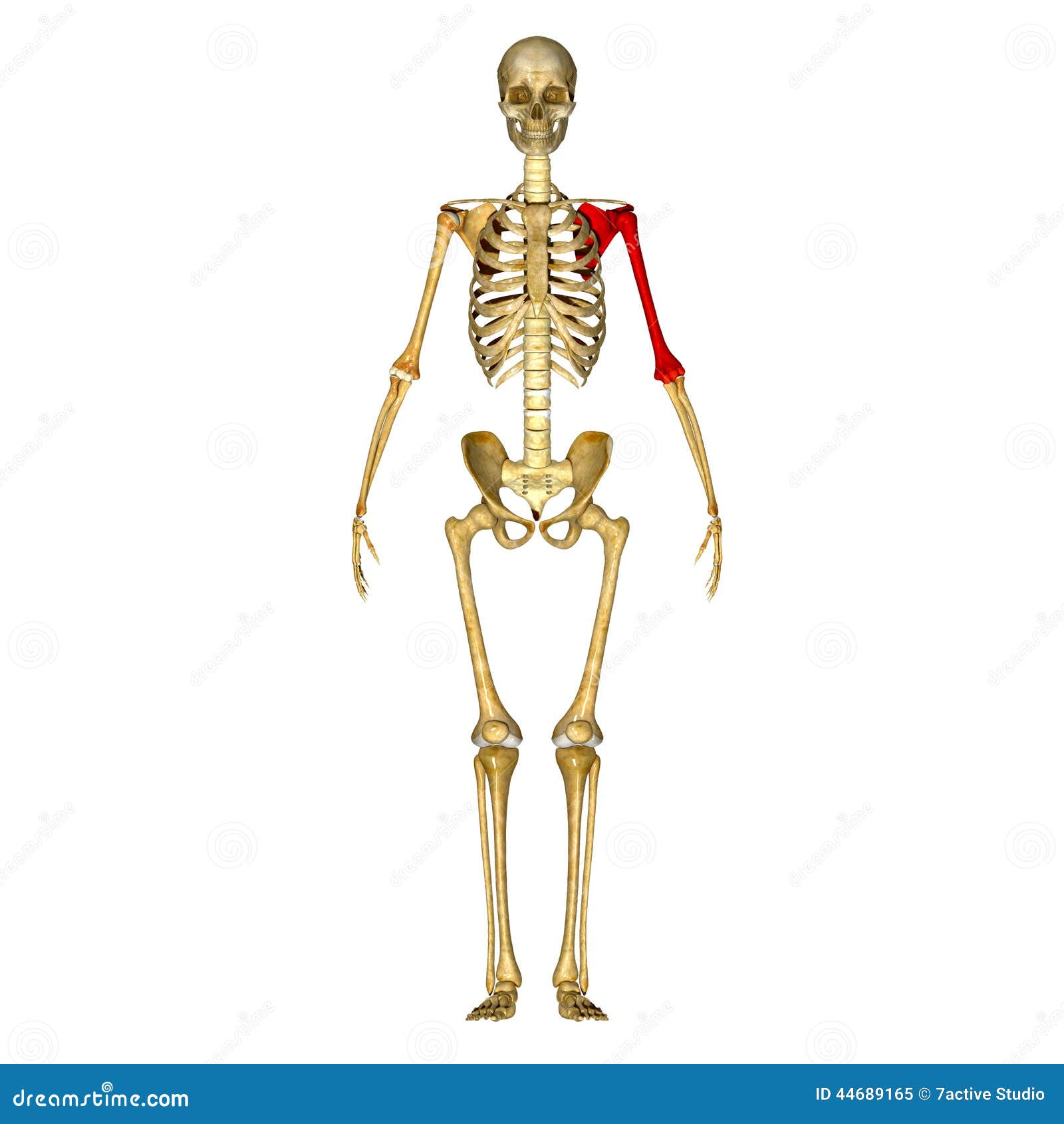 Skeleton: Left Hand bone stock illustration. Illustration of anatomical ...