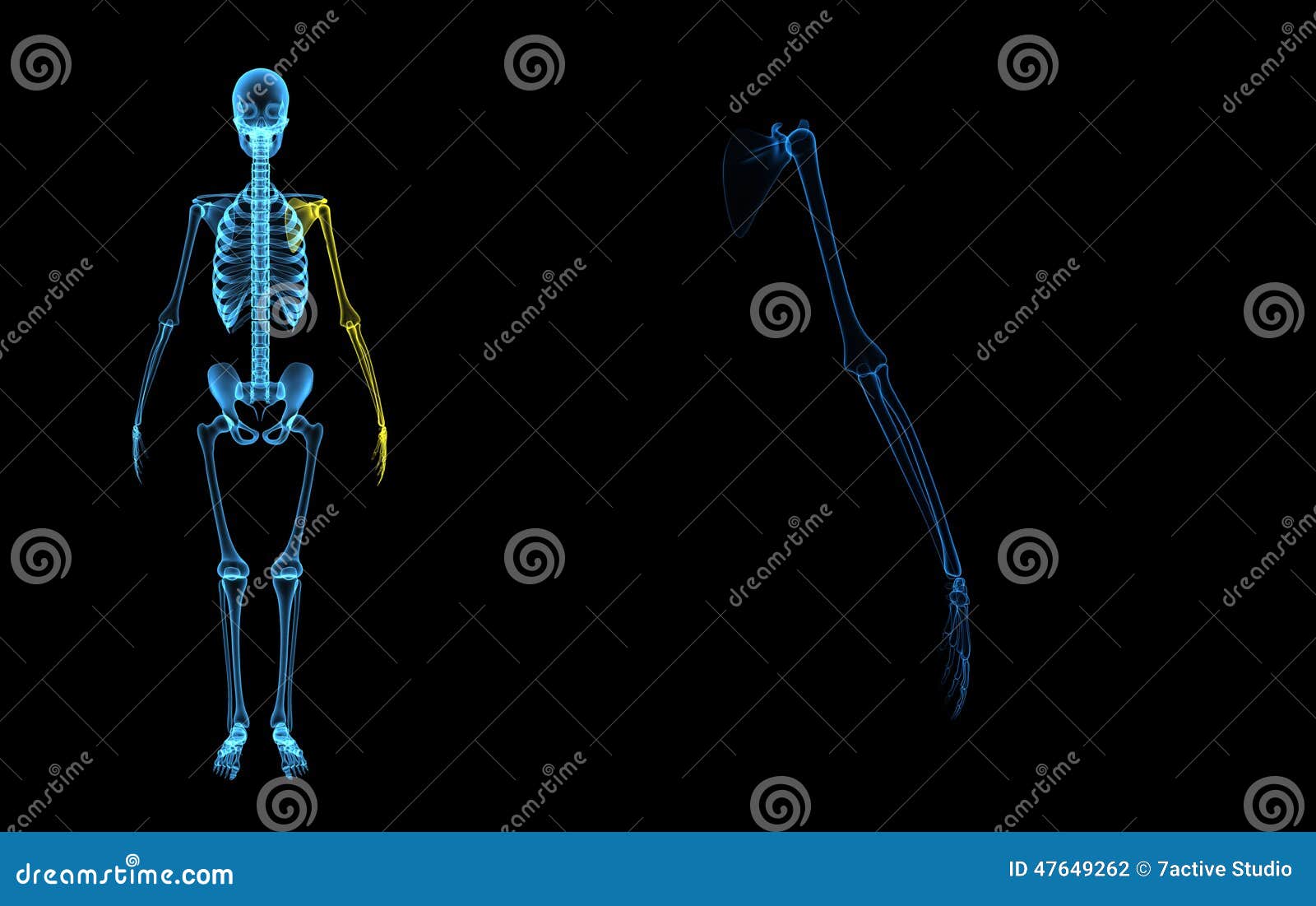 Skeleton: Left Leg Bones:Hip, Femur, Tibia, Fibula, Ankle And Foot ...