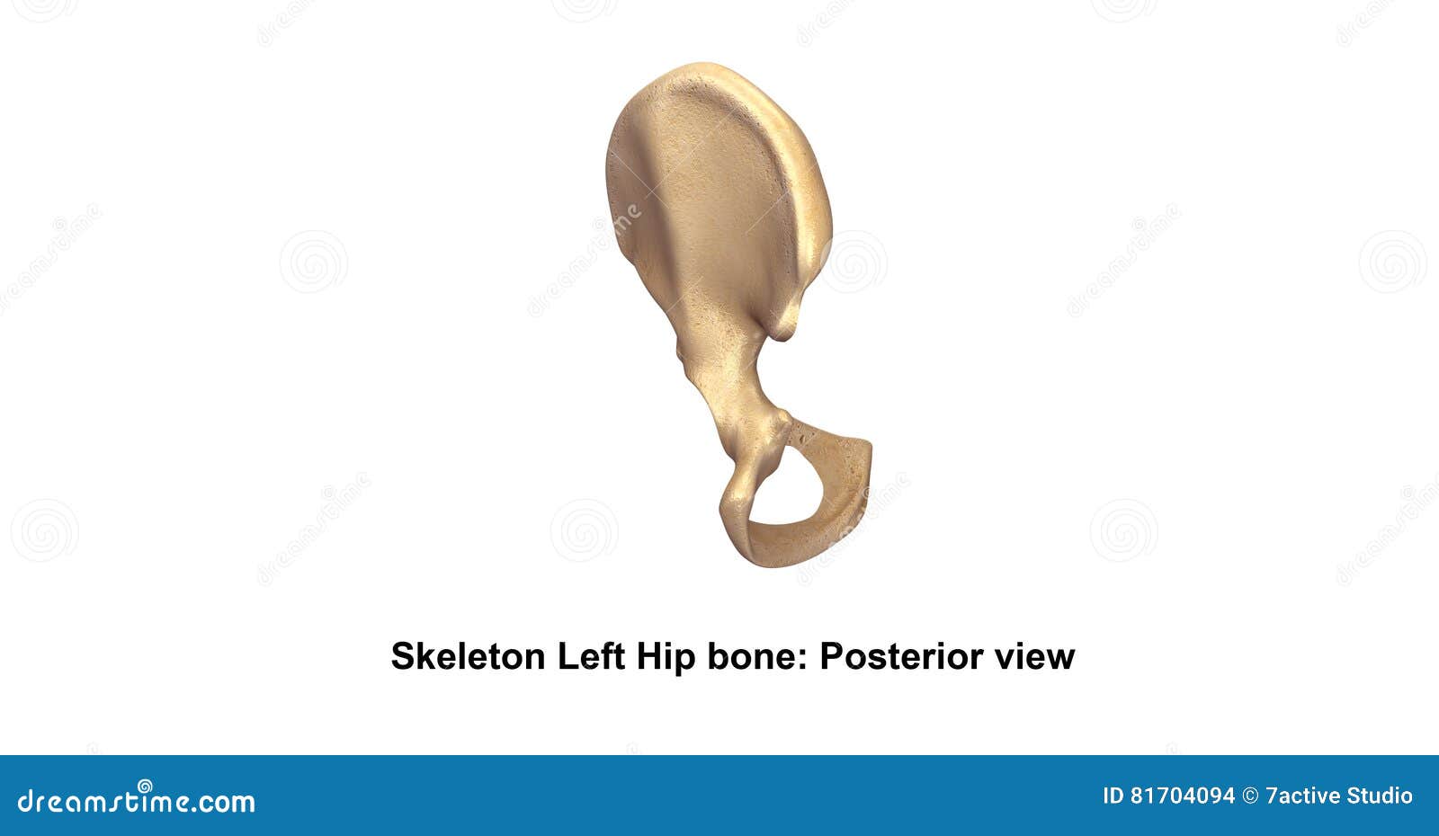 Skeleton Left Hip Bone Posterior View Stock Illustration - Illustration ...