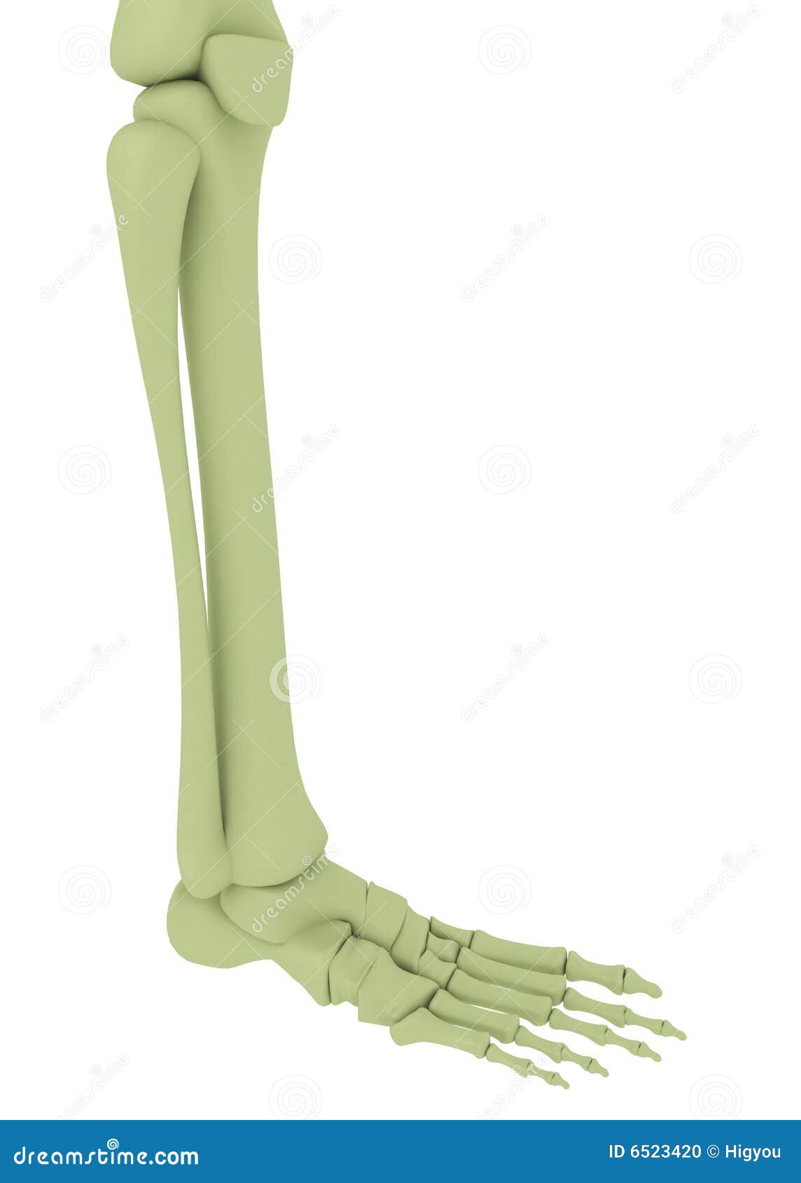 Skeleton Leg stock illustration. Illustration of scary - 6523420