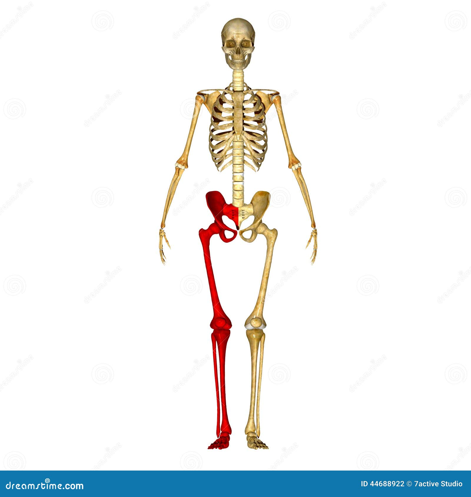 Skeletal System Legs