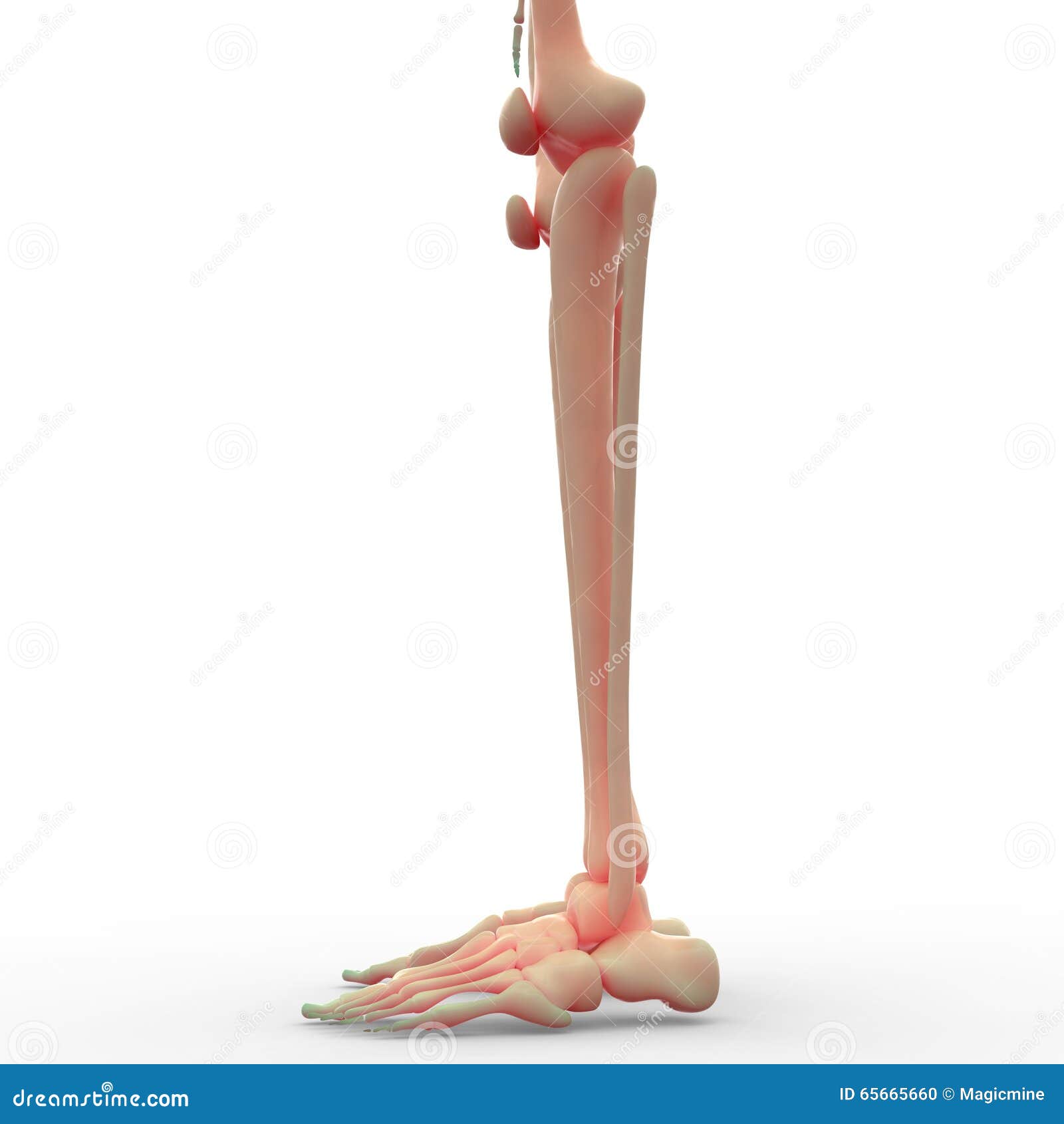 Skeleton Leg and Knee Joints Stock Illustration - Illustration of femur ...