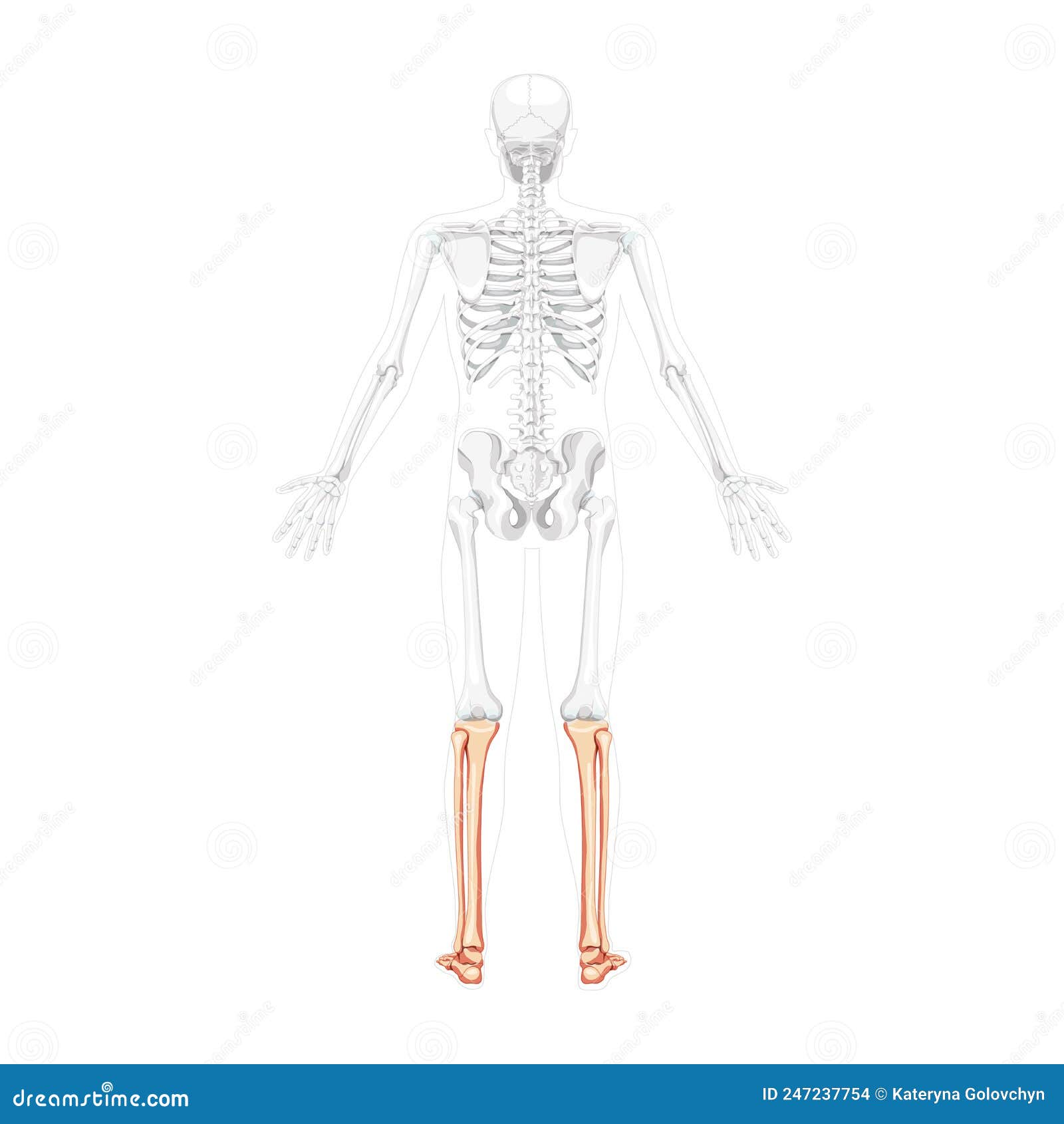 Skeleton Leg Tibia, Fibula Foot Human Back View with Two Arm Open Poses ...