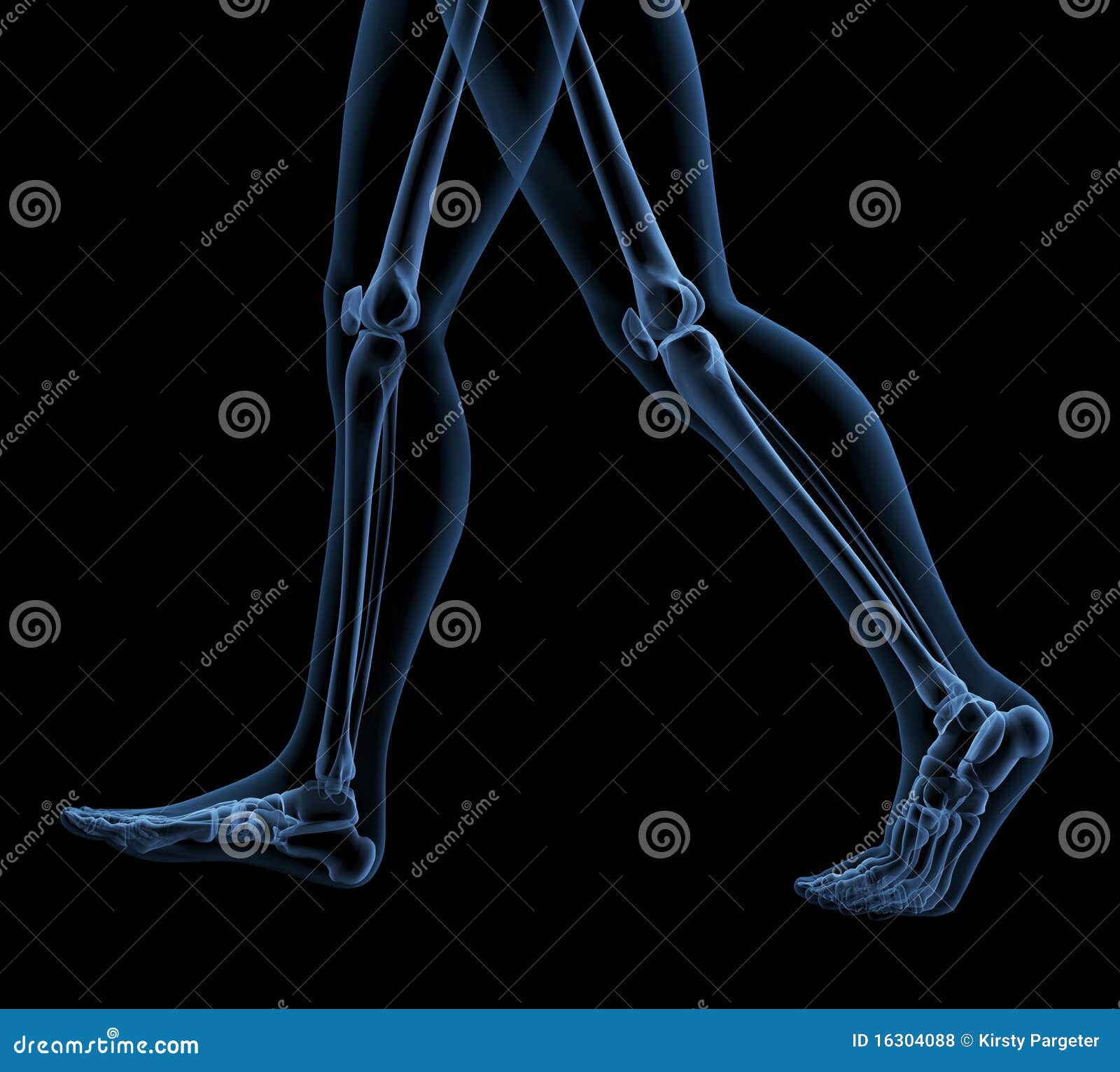 Skeleton Legs Royalty-Free Stock Image | CartoonDealer.com #44720872