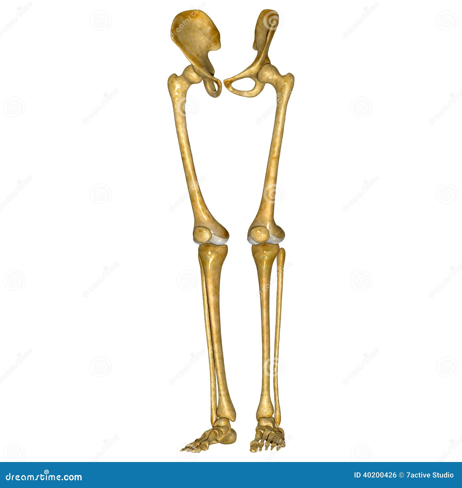 Skeleton legs stock illustration. Illustration of body - 40200426