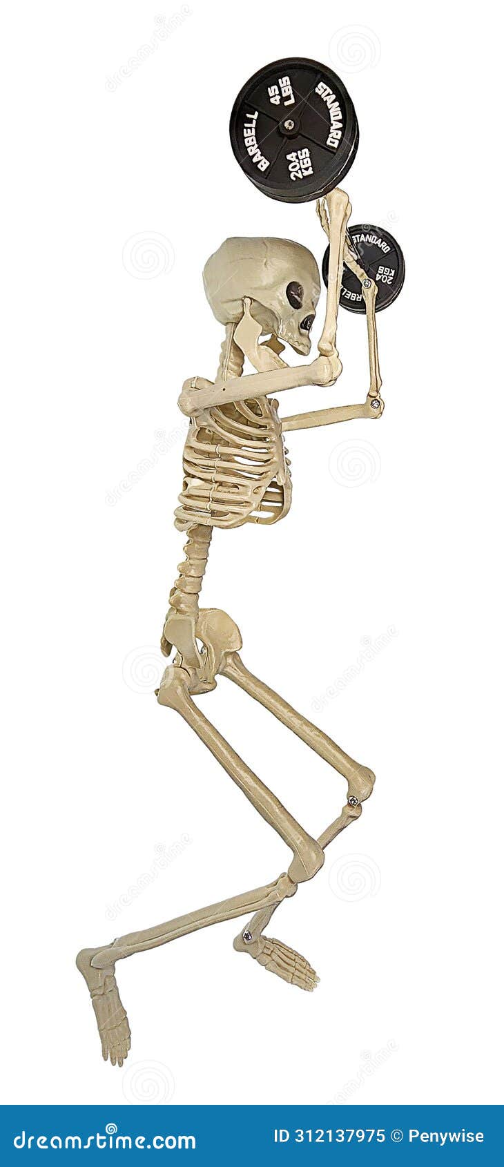 Skeleton Lifting Weights Side View Stock Image - Image of view, weight ...