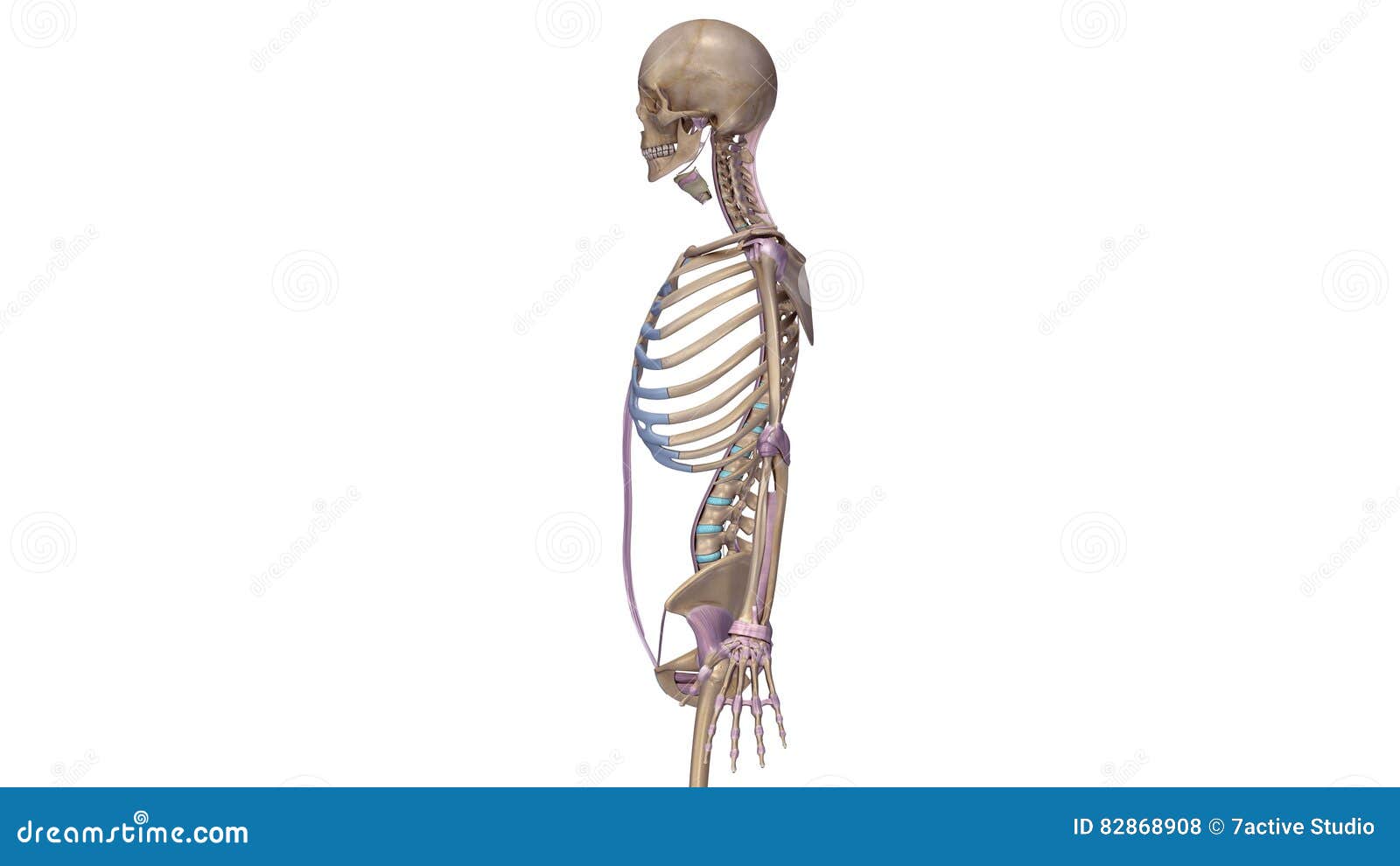 Skeleton with ligaments stock illustration. Illustration of biology ...