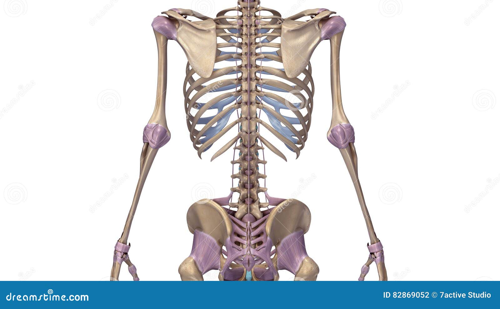 Skeleton with ligaments stock illustration. Illustration of accurate ...