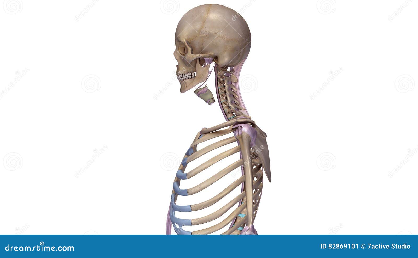 Skeleton With Ligaments Royalty-Free Stock Photography | CartoonDealer ...