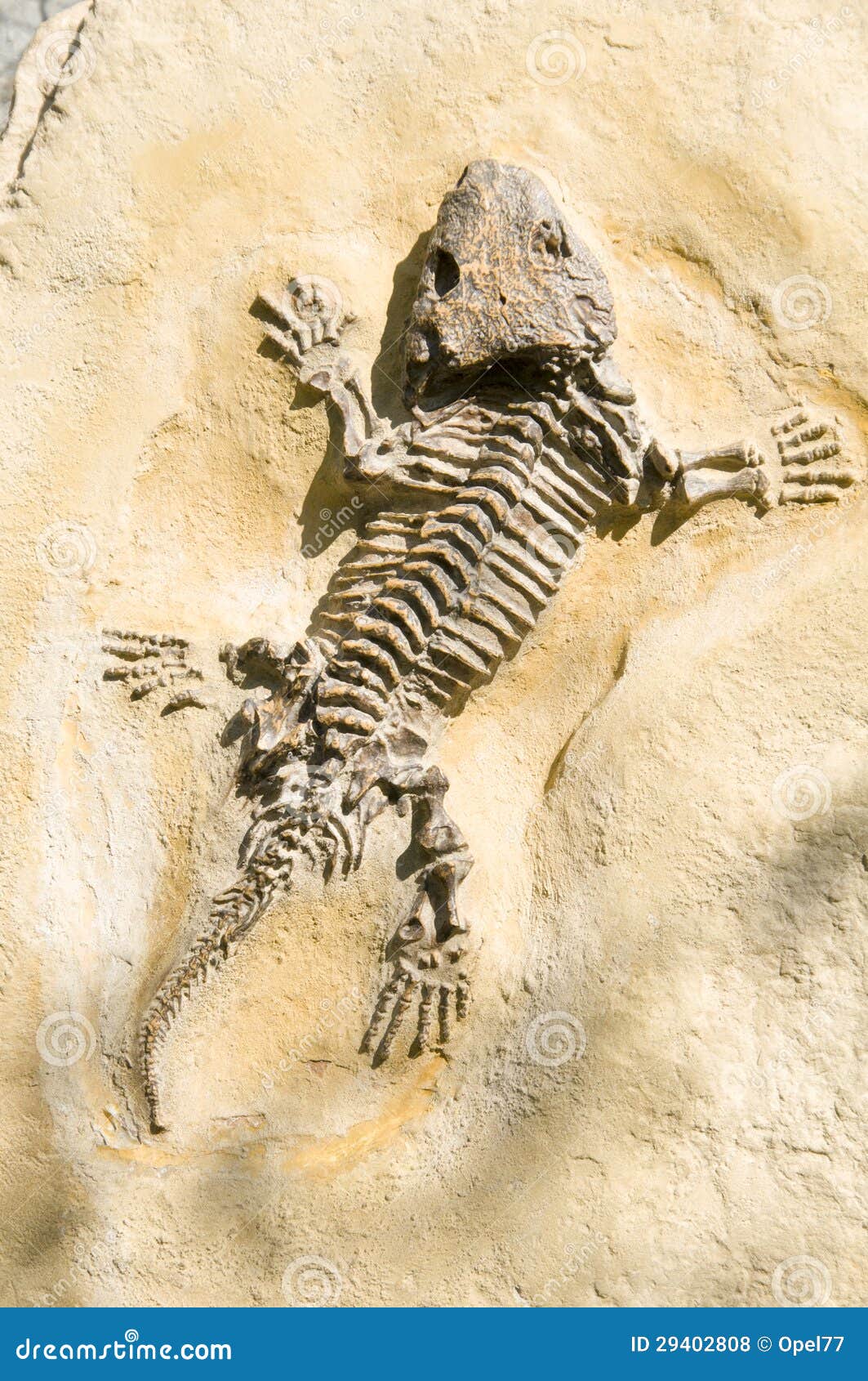 Skeleton of a Lizard on a Rock Stock Photo - Image of skeleton, ancient ...