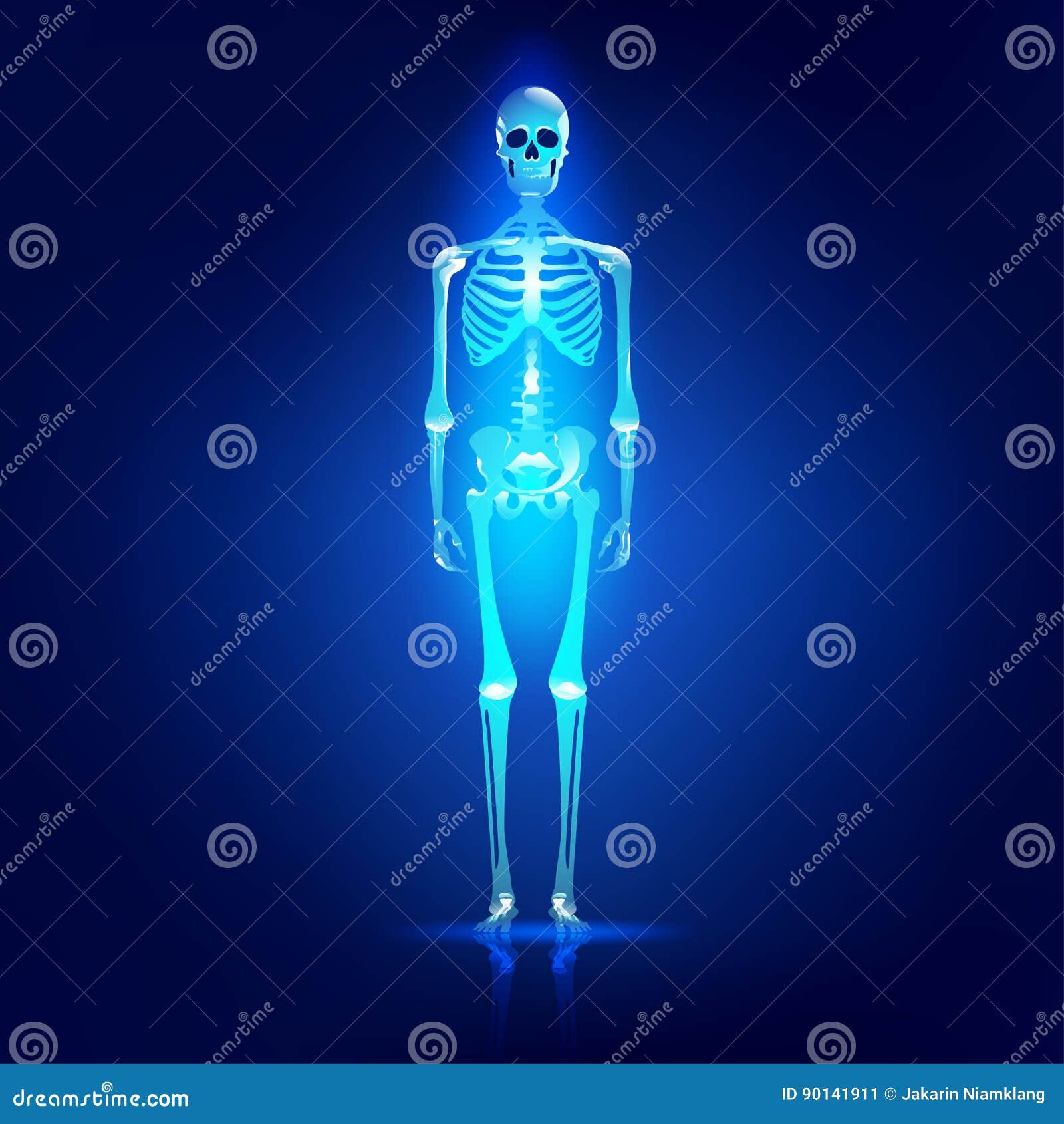 Skeleton stock vector. Illustration of halloween, medical - 90141911