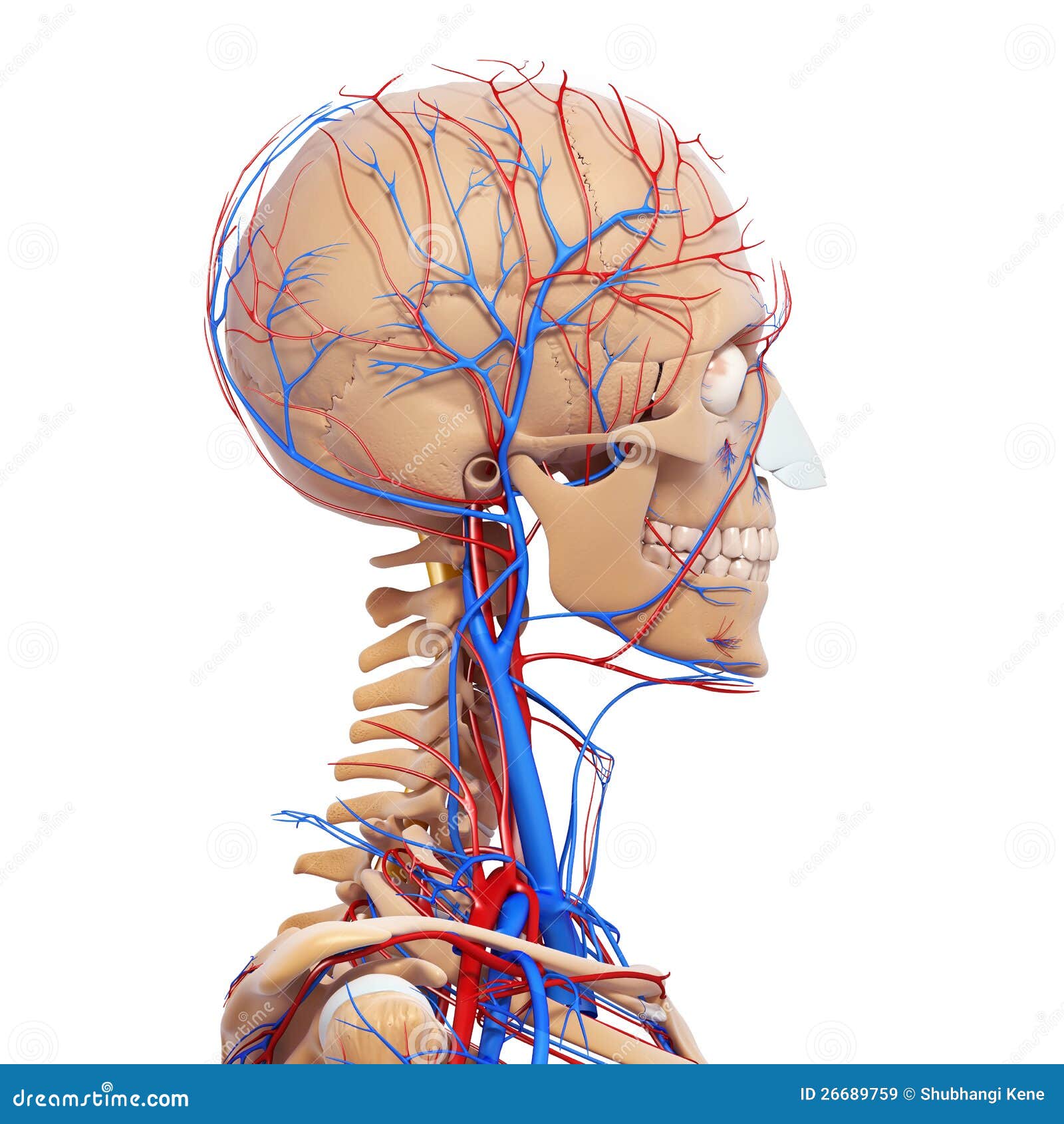 Skeleton of Male Head Circulatory System Stock Illustration ...
