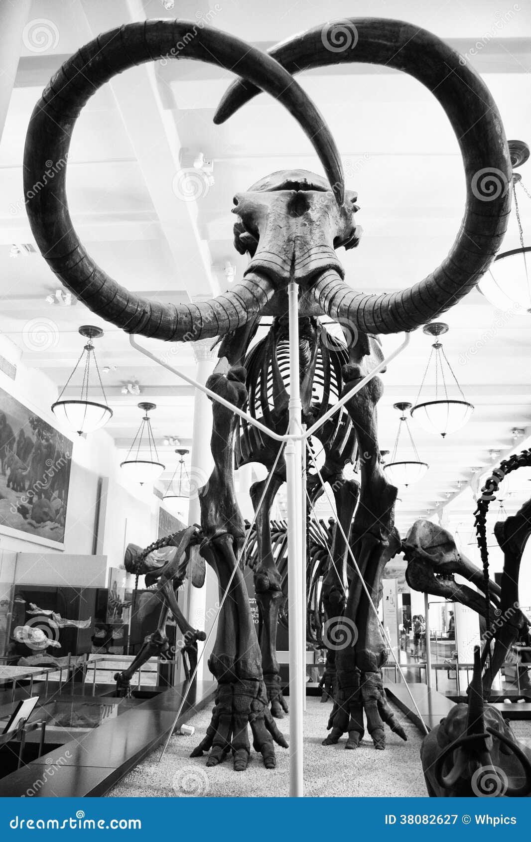Skeleton of Mammoth editorial photography. Image of elephant - 38082627