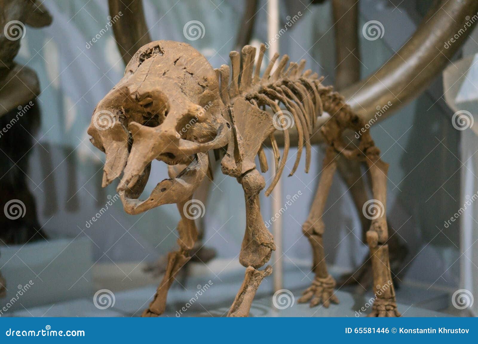 The skeleton of a mammoth stock photo. Image of camping - 65581446