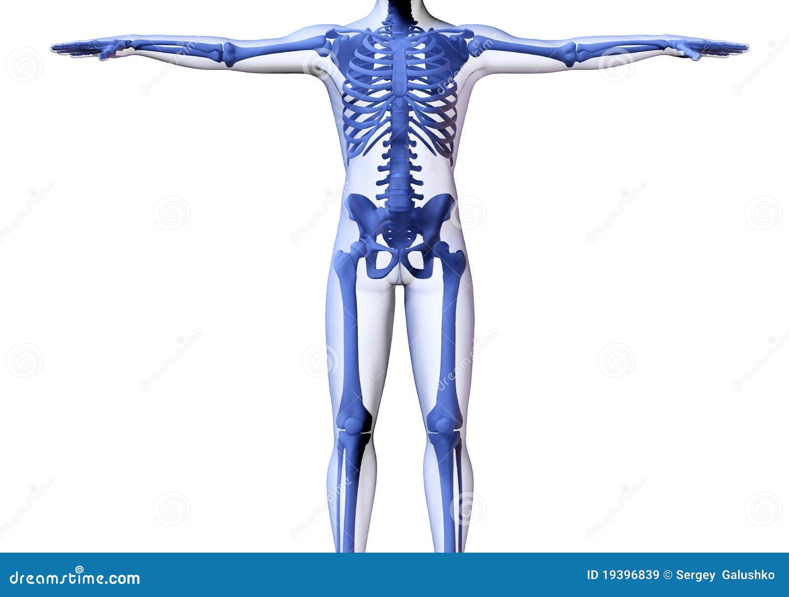 Skeleton of the man stock illustration. Illustration of shoulder - 19396839