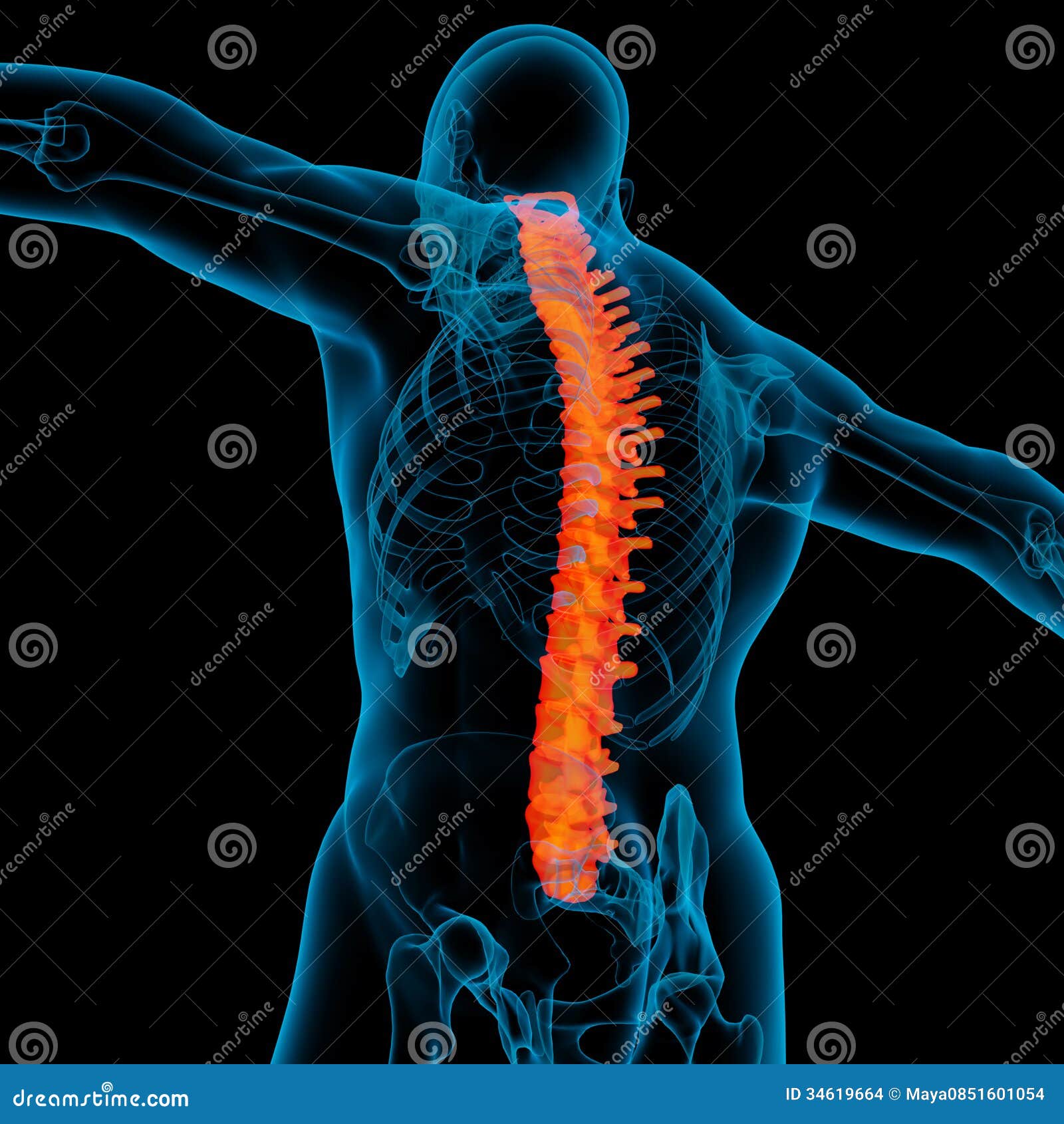 Skeleton of the man stock illustration. Illustration of body - 34619664