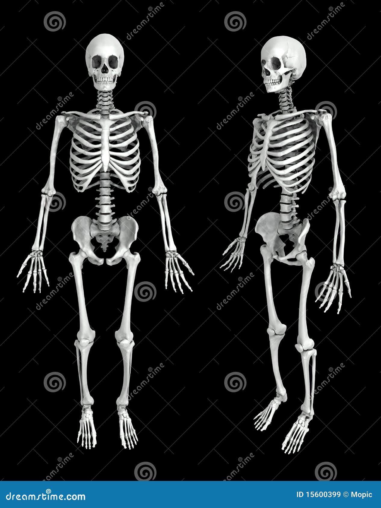 Skeleton Medical Illustration Stock Illustration - Illustration of ...