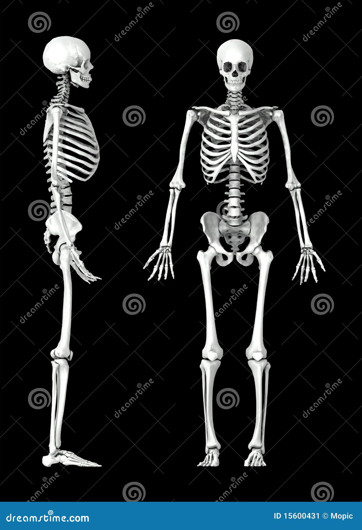 Skeleton Medical Illustration Stock Illustration - Illustration of ...