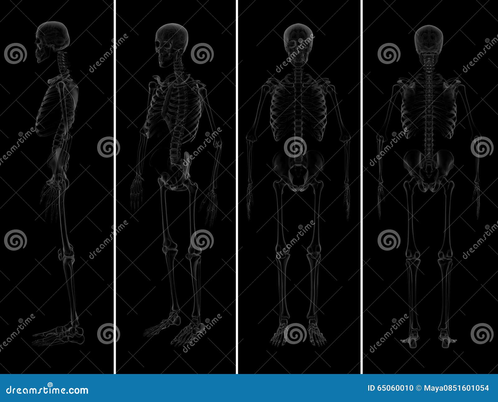 Skeleton stock illustration. Illustration of pain, body - 65060010